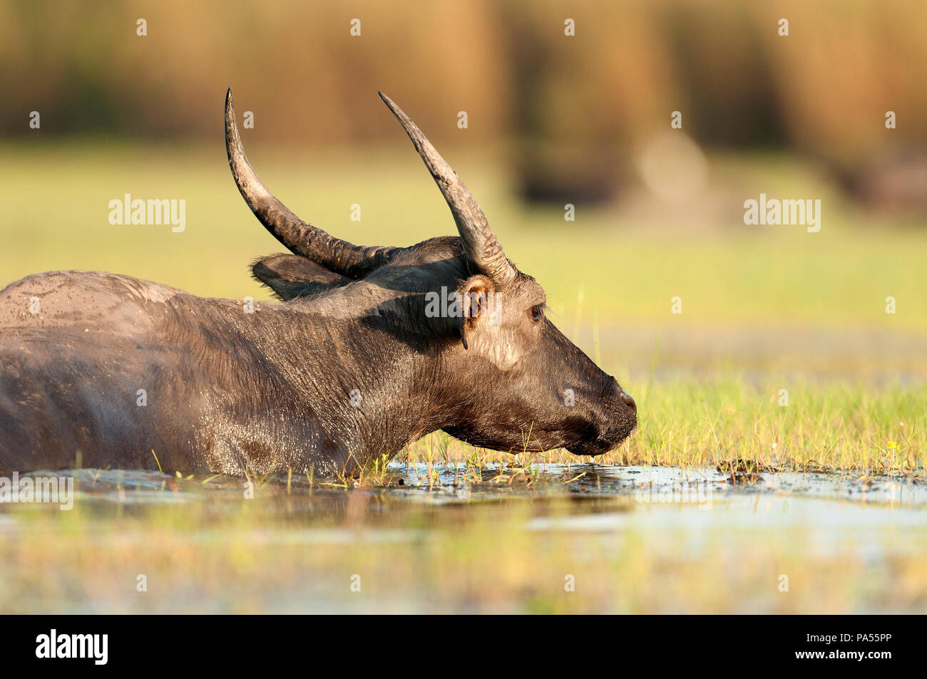 Water Buffalo (Bubalus bubalis), Thailand Buffle d'eau Stock Photo - Alamy