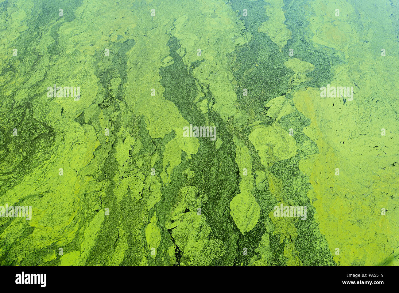 Algae texture hi-res stock photography and images - Alamy