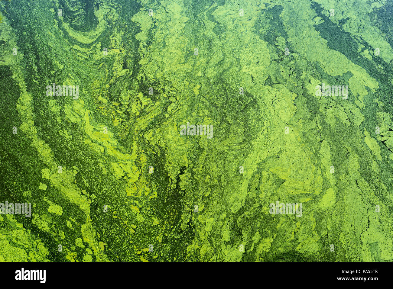 green algae on the surface of the water. flowering water as background ...