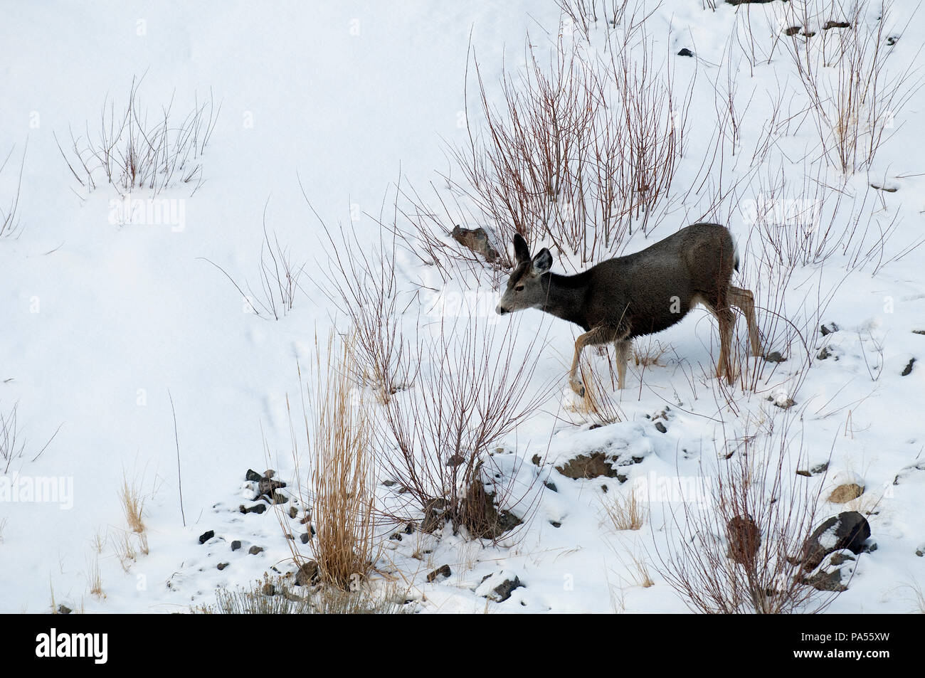 Mule Deer (Odocoileus hemionus) - Northern USA Cerf mulet - Cerf à ...