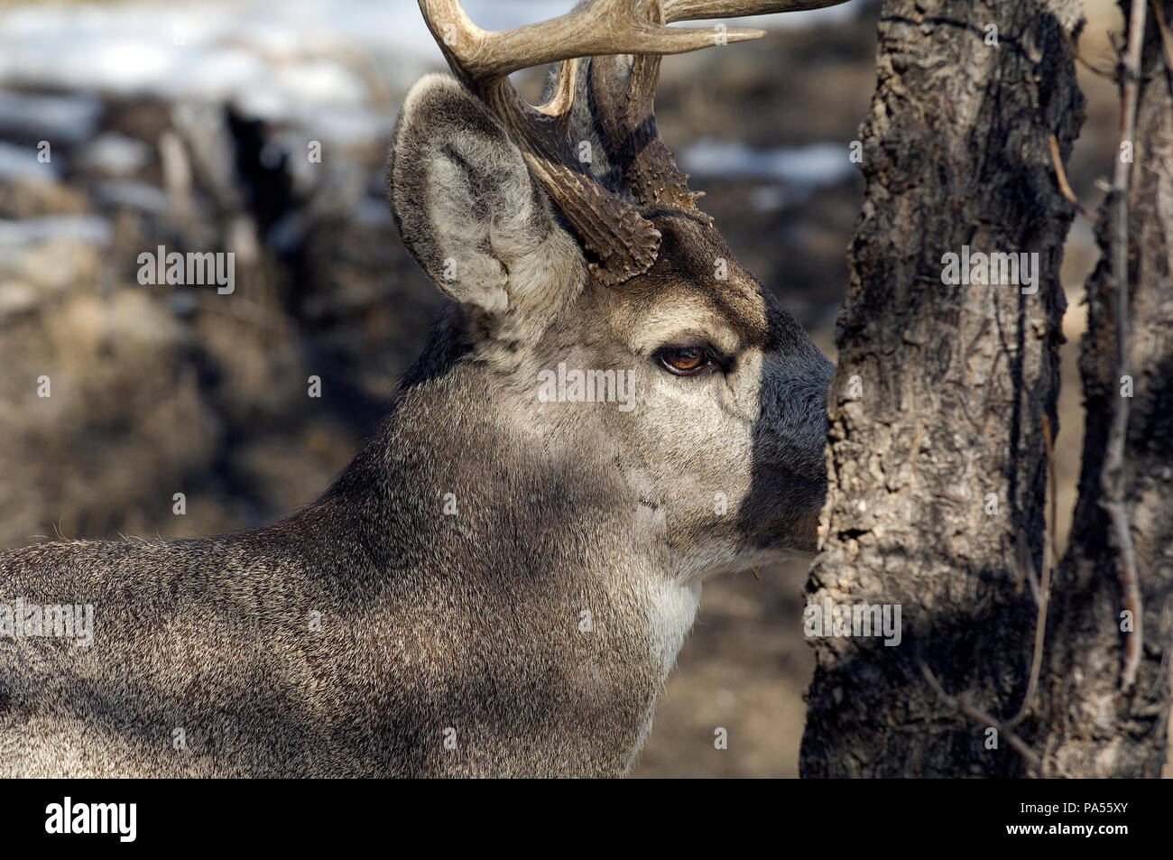 Cerf mulet - Mule Deer - Odocoileus hemionus Stock Photo - Alamy