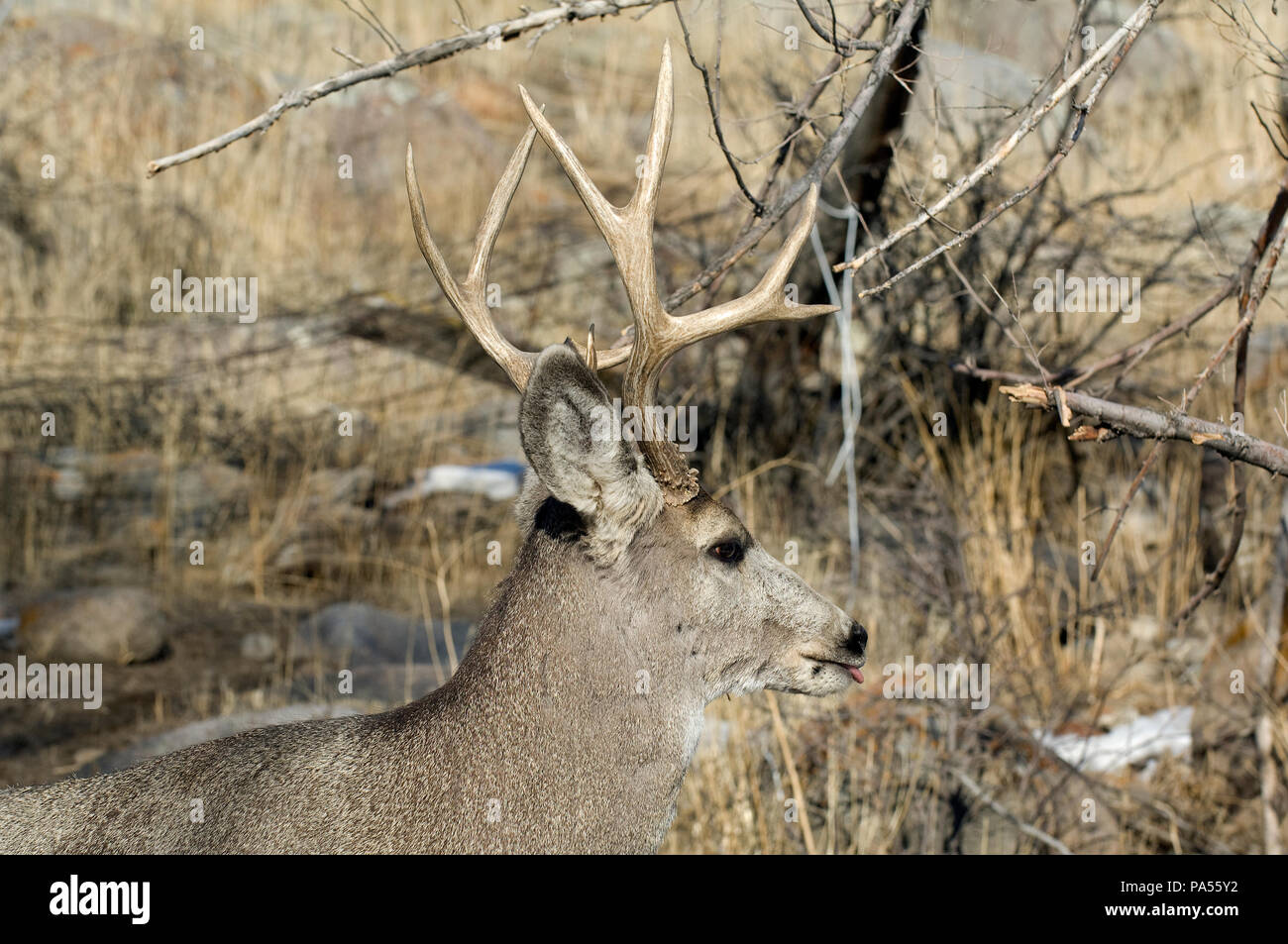 Cerf mulet - Mule Deer - Odocoileus hemionus Stock Photo - Alamy