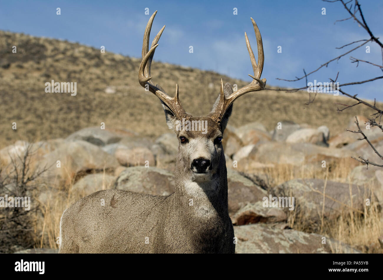 Mule Deer (Odocoileus hemionus) - Male - Portrait - Northern USA Cerf ...
