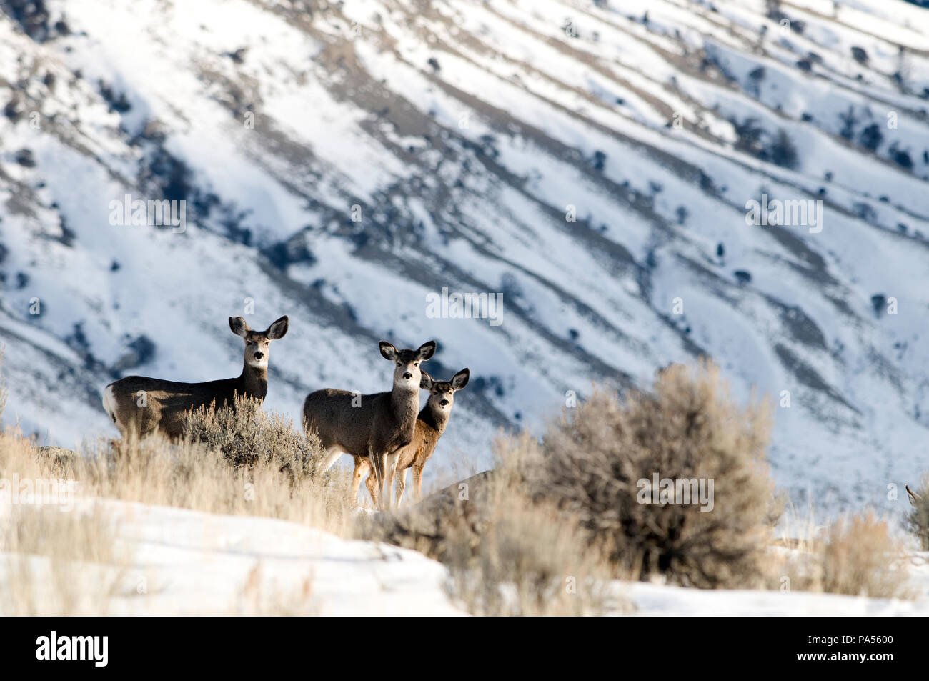 Mule Deer (Odocoileus hemionus) - Northern USA Cerf mulet - Cerf à ...