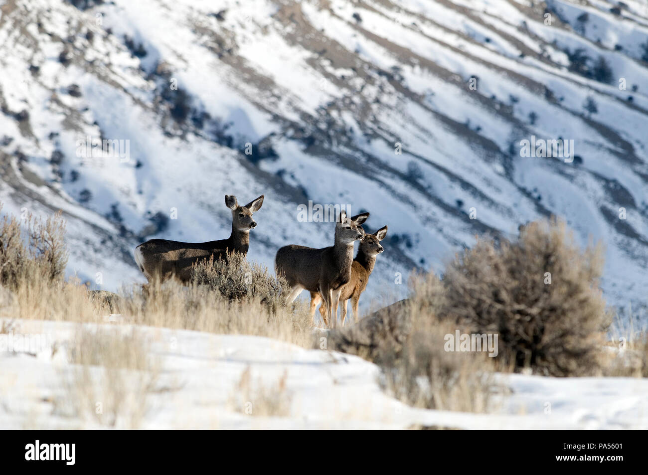 Mule Deer (Odocoileus hemionus) - Northern USA Cerf mulet - Cerf à ...