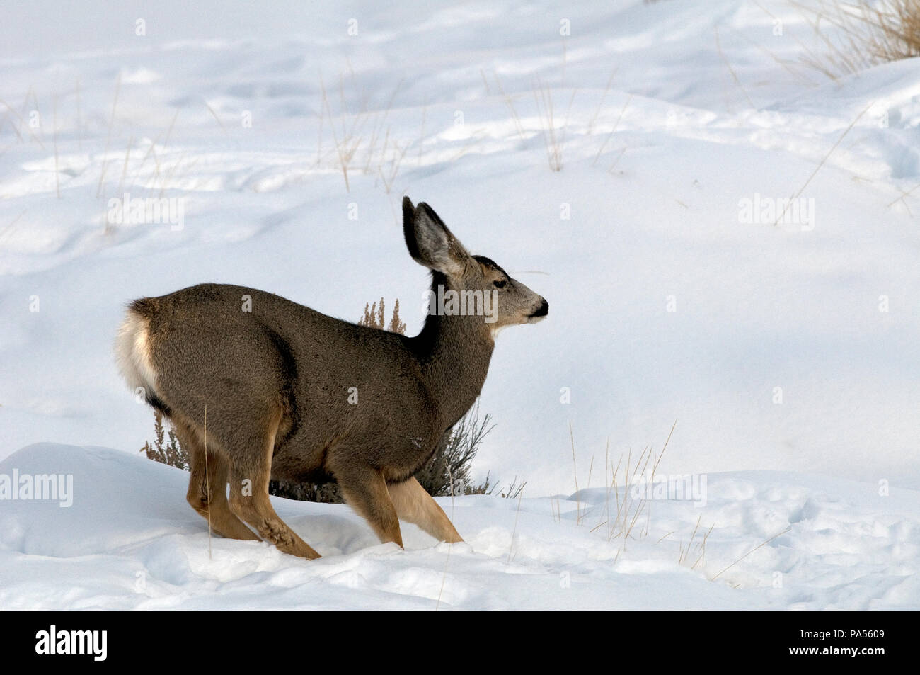 Cerf mulet - Mule Deer - Odocoileus hemionus Stock Photo - Alamy
