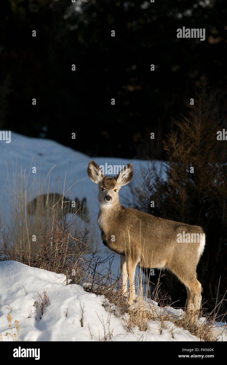 Mule Deer (Odocoileus hemionus) - Calf - Northern America Cerf mulet ...