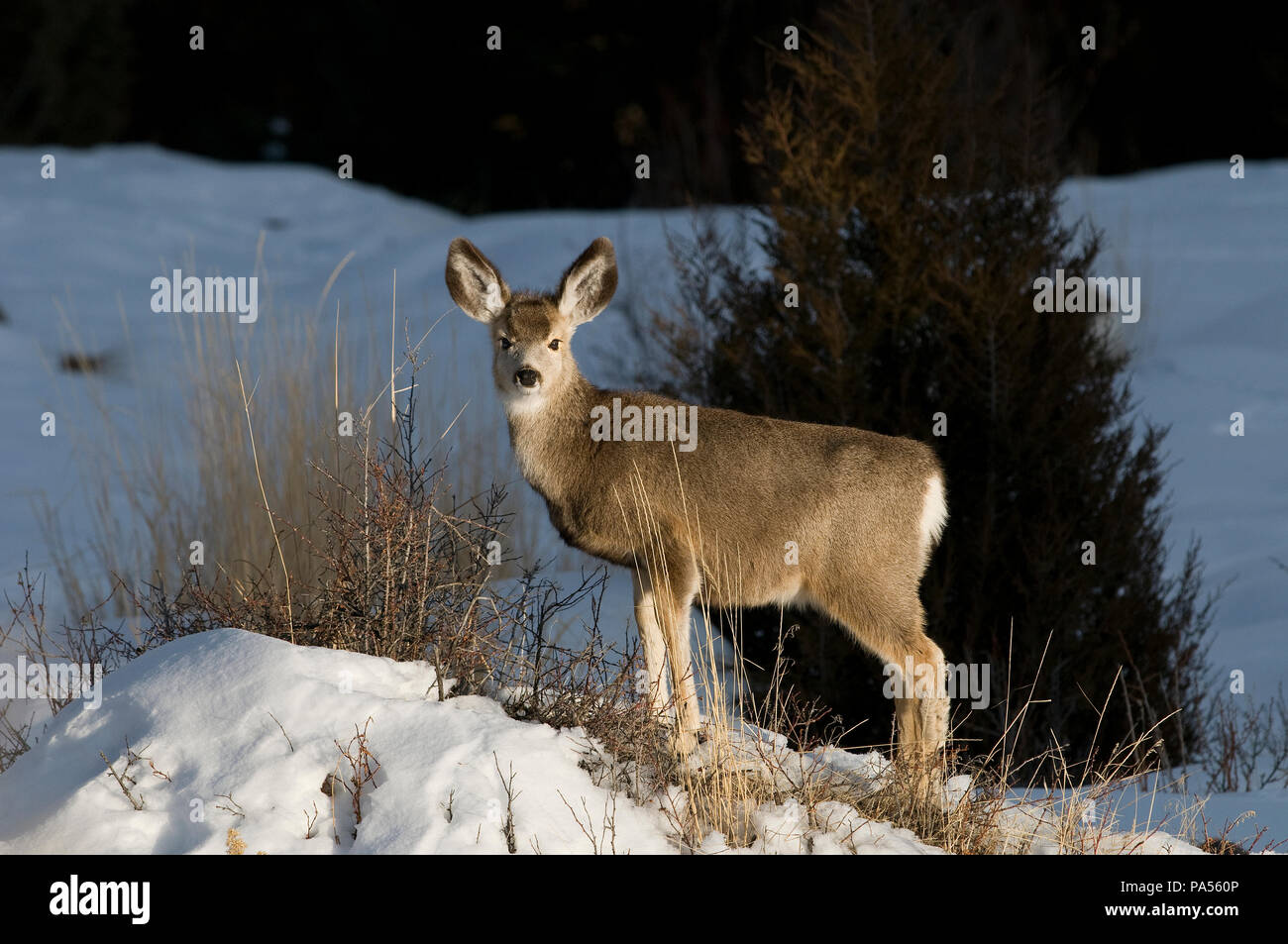 Mule Deer (Odocoileus hemionus) - Calf - Northern America Cerf mulet ...