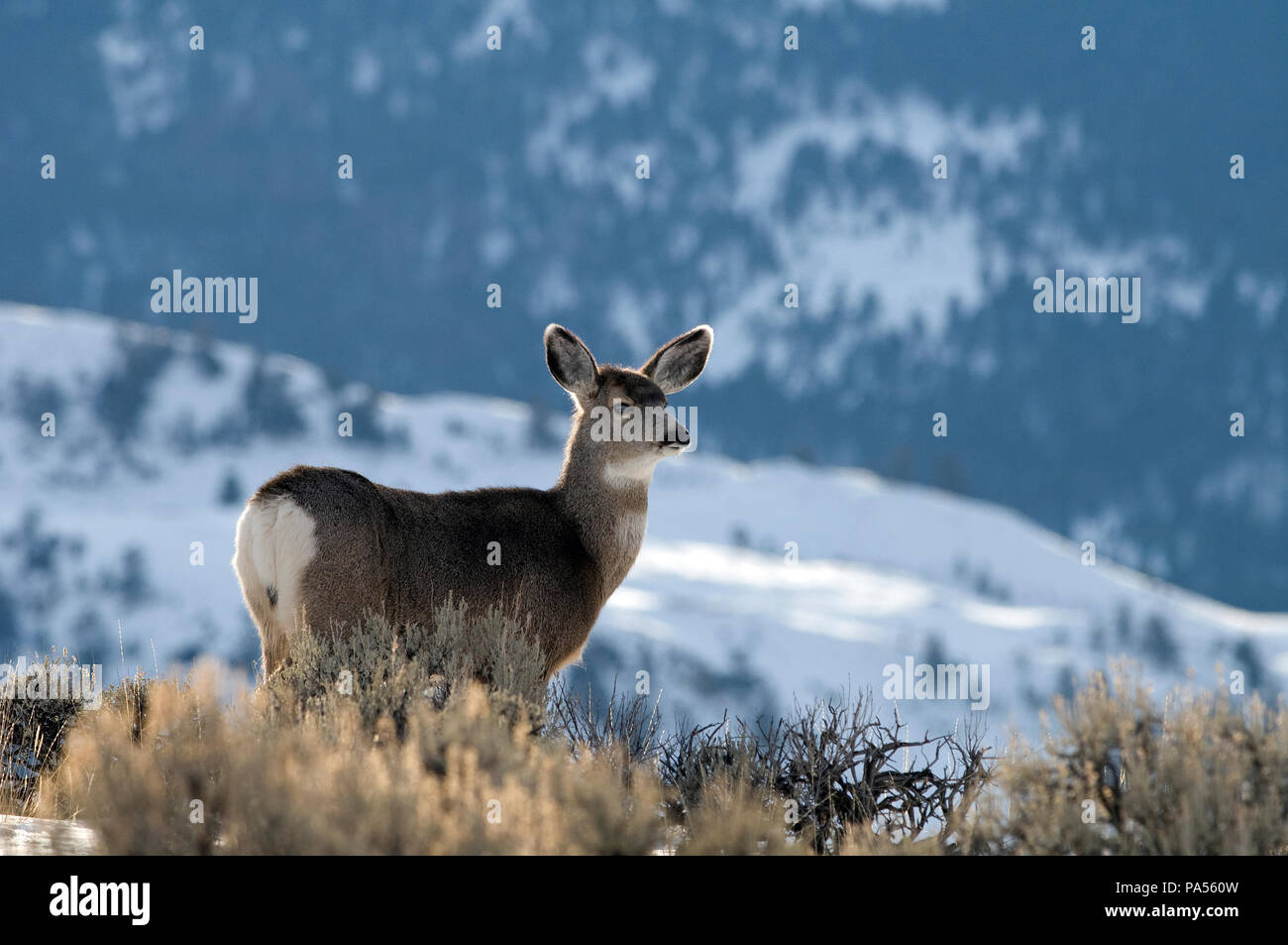 Mule Deer (Odocoileus hemionus) - Calf - Northern America Cerf mulet ...