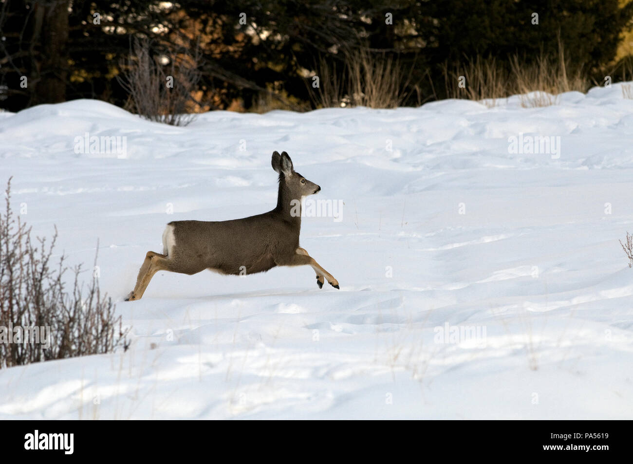 Cerf mulet - Mule Deer - Odocoileus hemionus Stock Photo - Alamy
