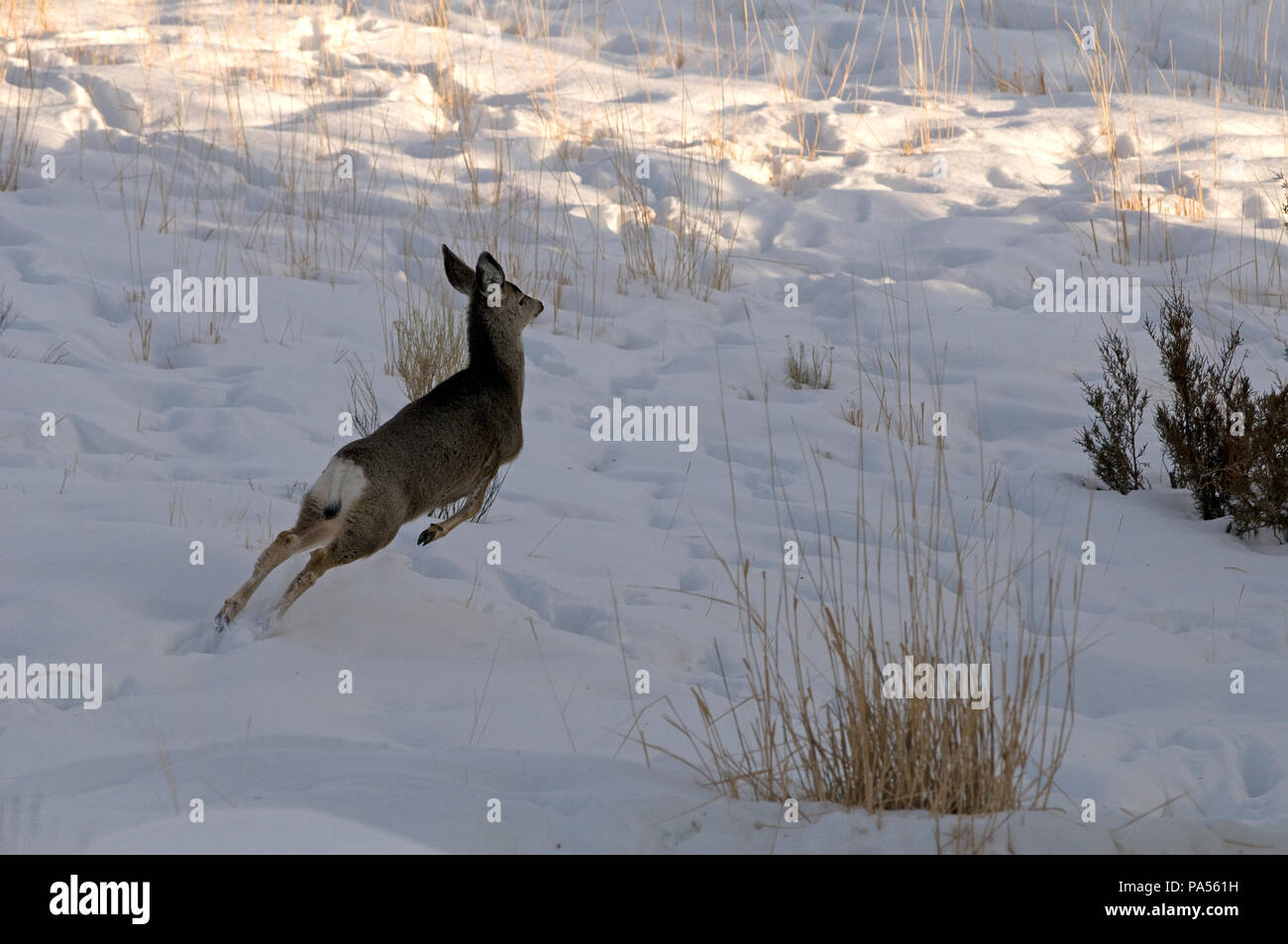 Cerf mulet - Mule Deer - Odocoileus hemionus Stock Photo - Alamy