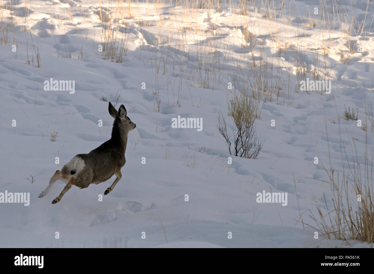 Cerf mulet - Mule Deer - Odocoileus hemionus Stock Photo - Alamy