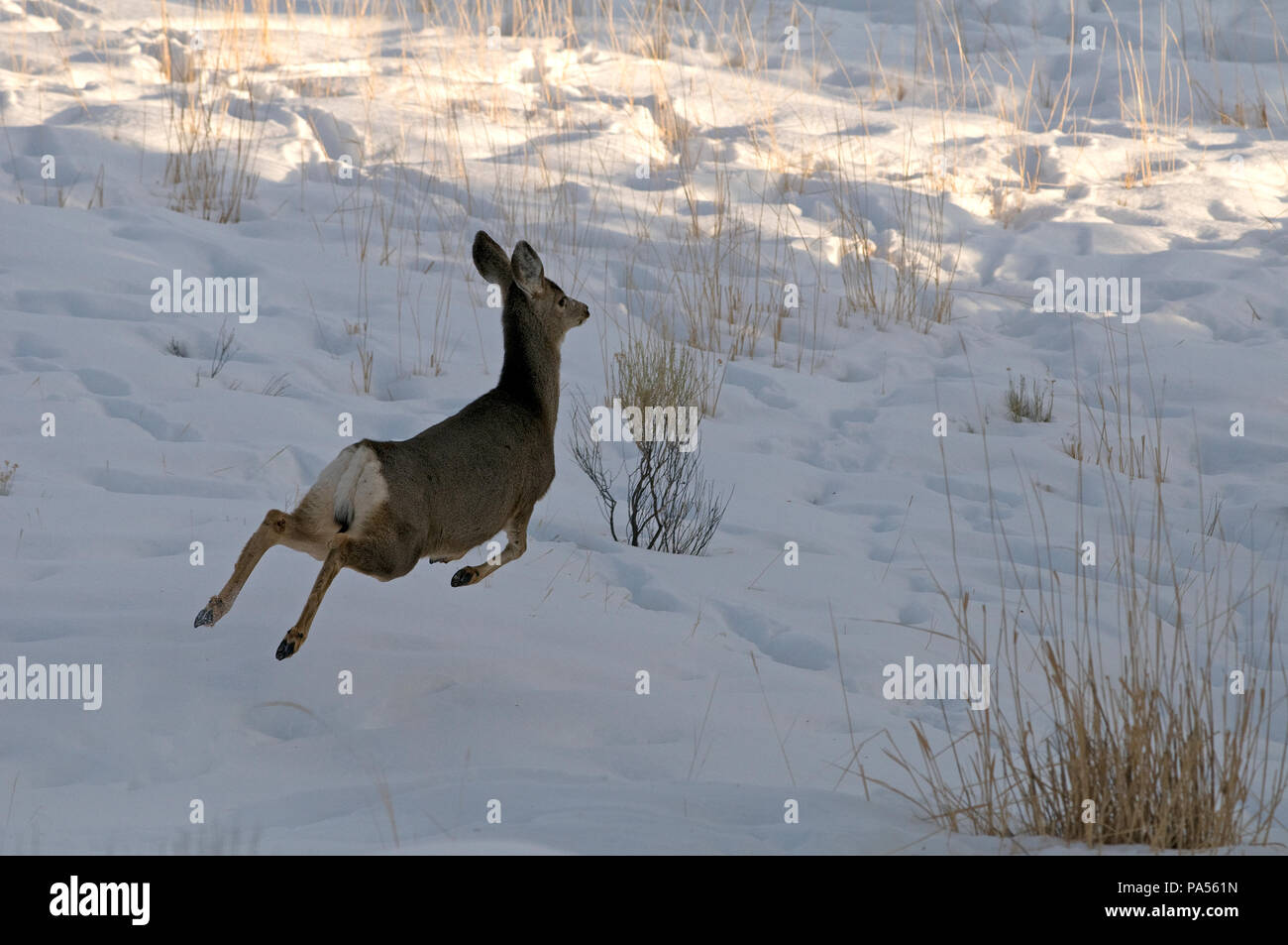 Cerf mulet - Mule Deer - Odocoileus hemionus Stock Photo - Alamy