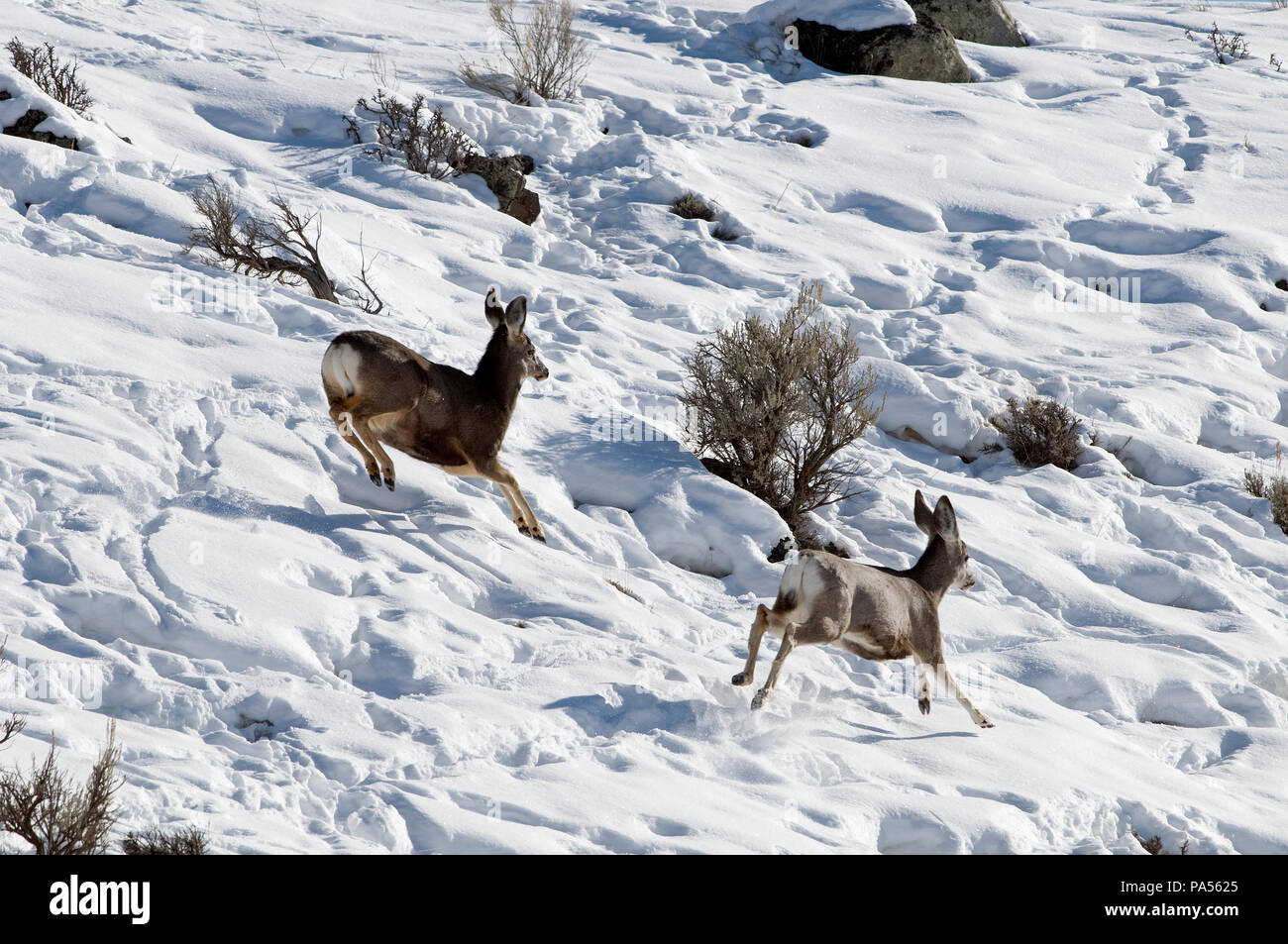 Cerf mulet - Mule Deer - Odocoileus hemionus Stock Photo - Alamy