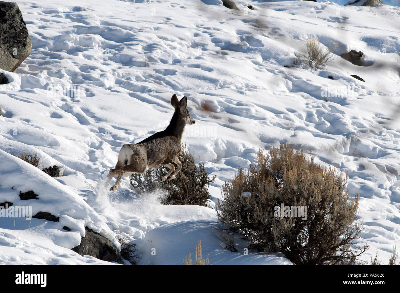 Cerf mulet - Mule Deer - Odocoileus hemionus Stock Photo - Alamy