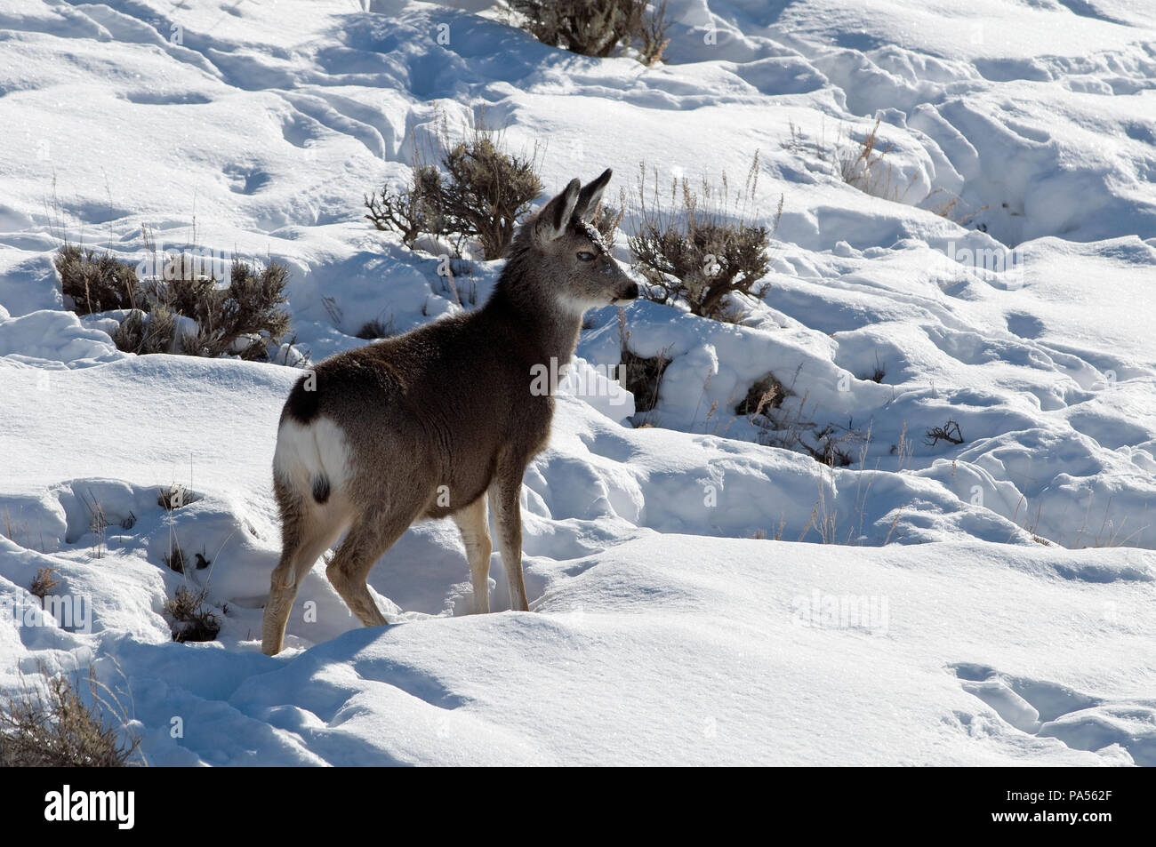 Cerf mulet - faon - Mule Deer - fawn - calf - Odocoileus hemionus Stock ...