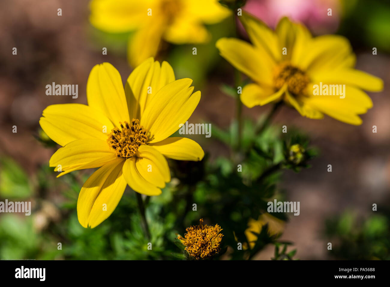 Yellow daisy hi-res stock photography and images - Alamy