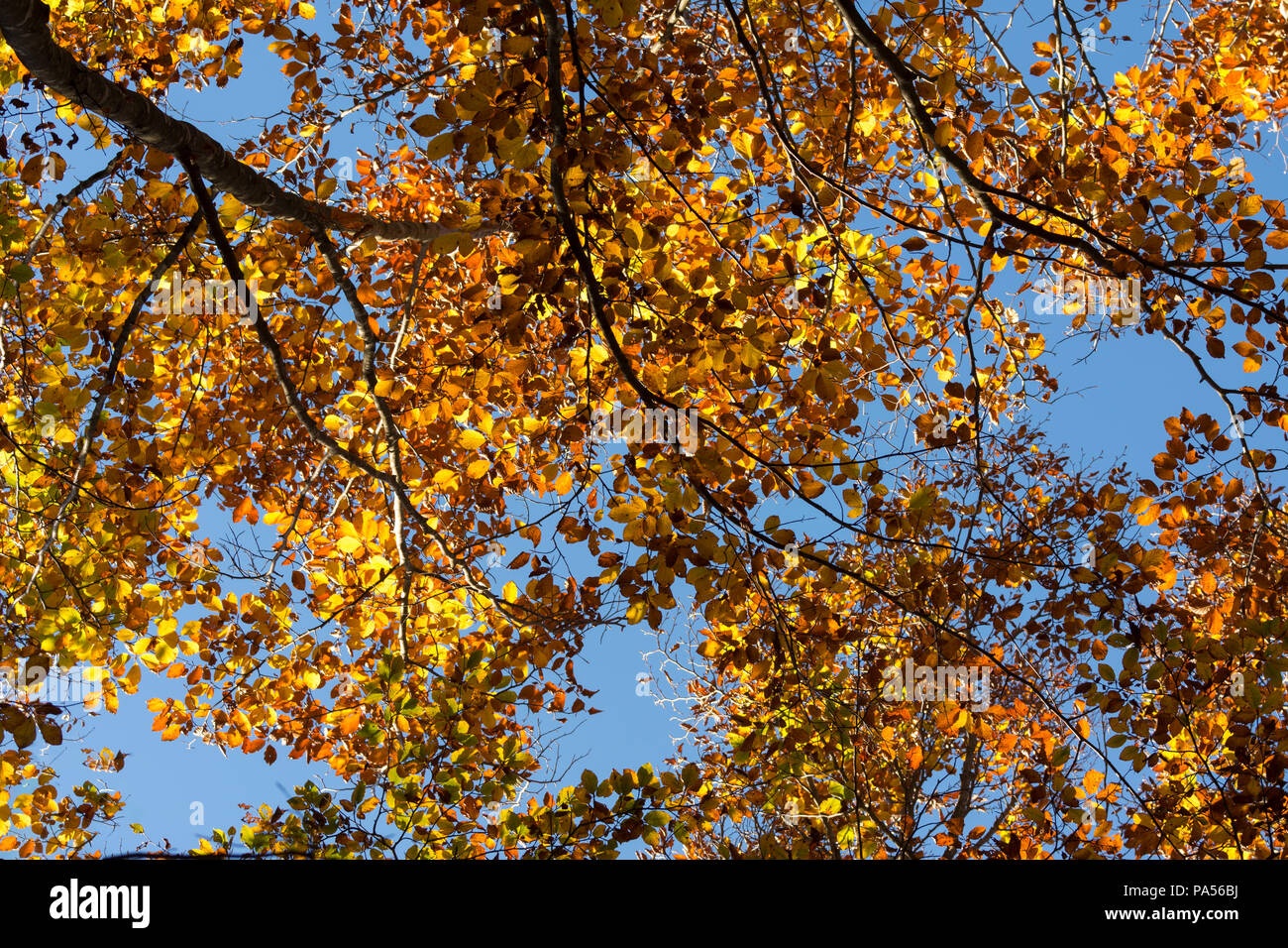 autumn landscape on the mountains of Genoa in Liguria in Italy Stock ...