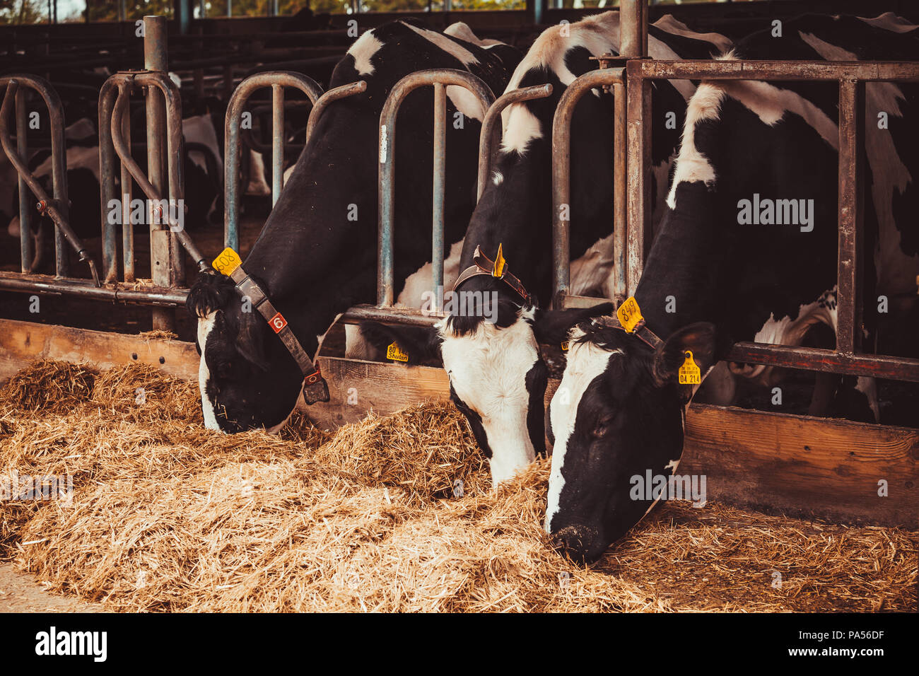 Cows on Farm. agriculture industry Stock Photo - Alamy