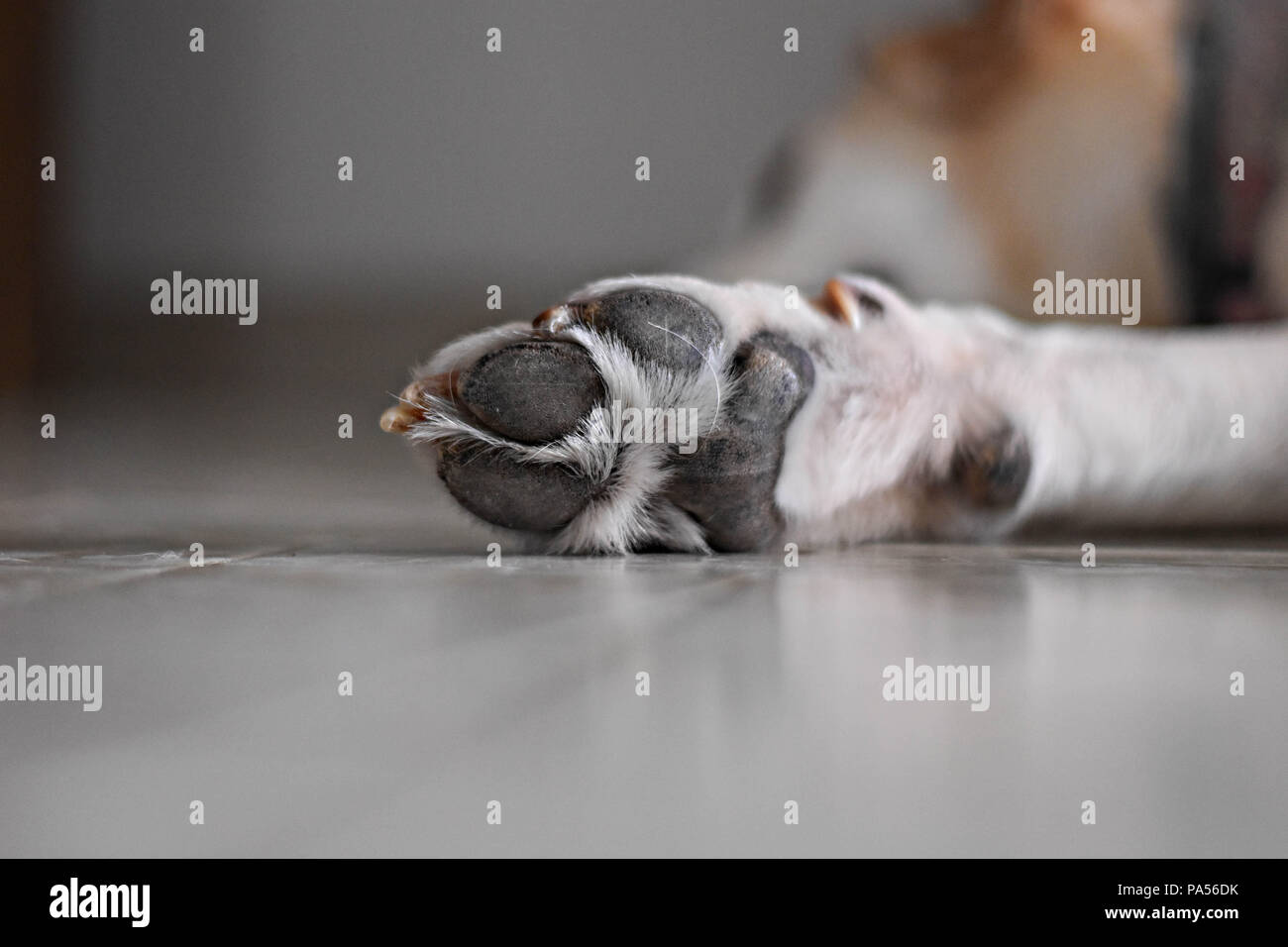 Paw pad hi-res stock photography and images - Alamy