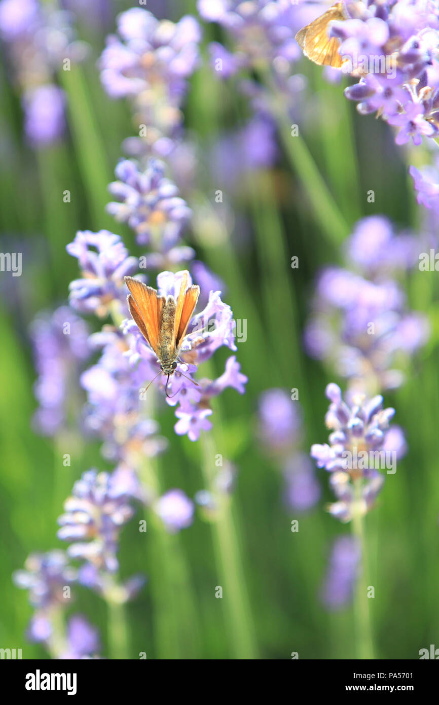 Lavender plant and bees hi-res stock photography and images - Alamy