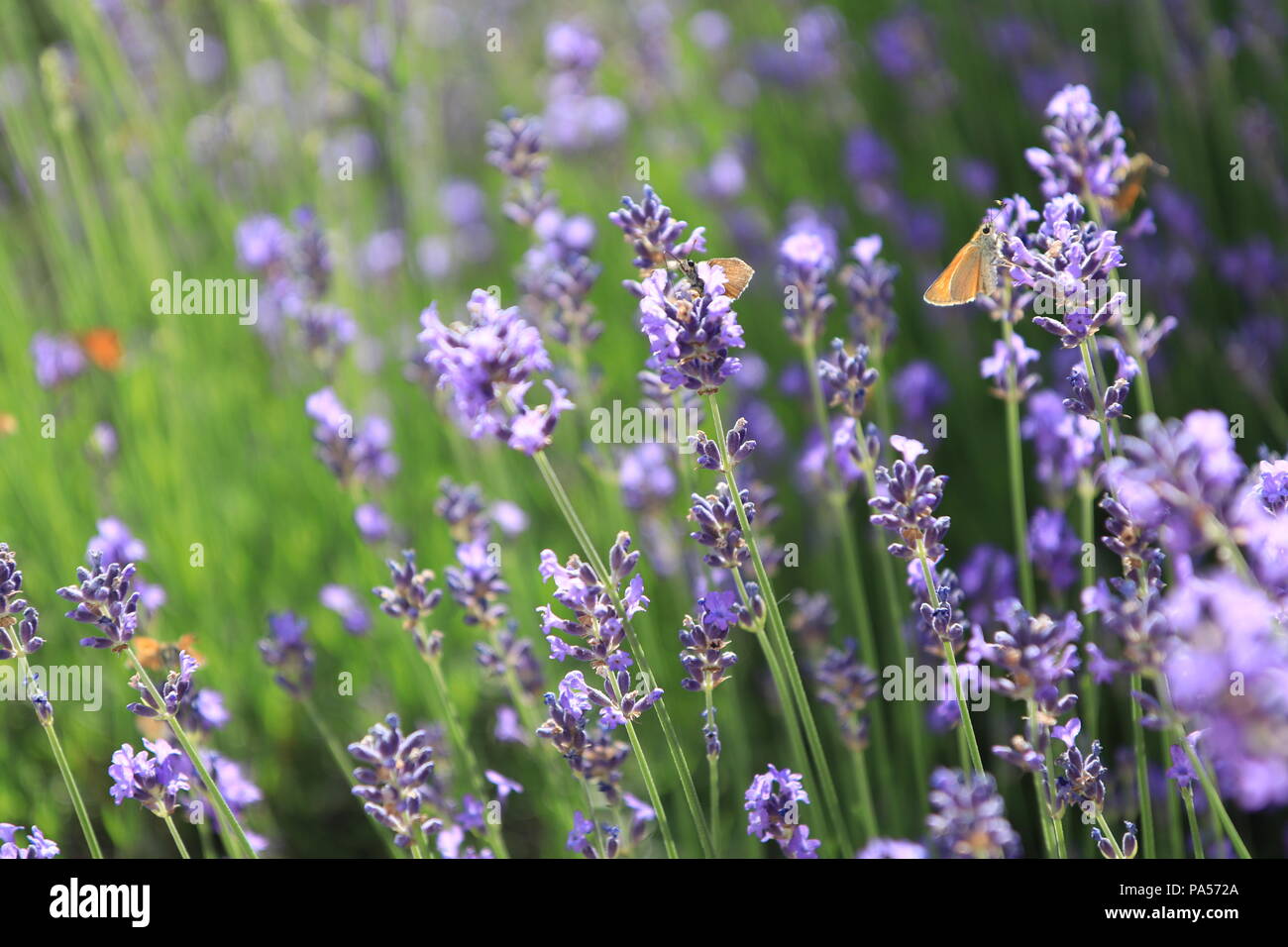 Butterfly in a lavender field in French Provence Stock Photo - Alamy