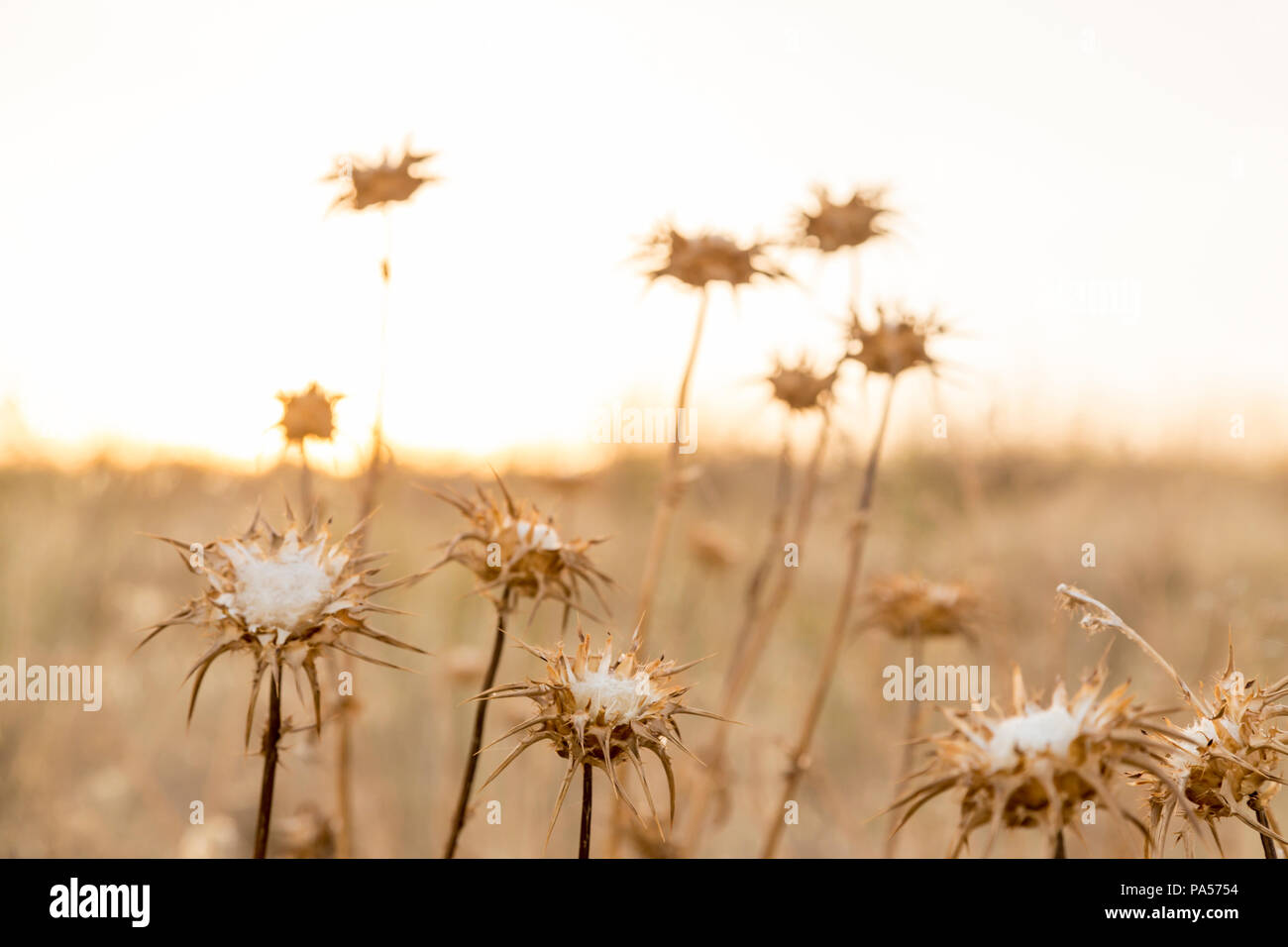 field at sunset, with a set of pigs in the foreground Stock Photo - Alamy