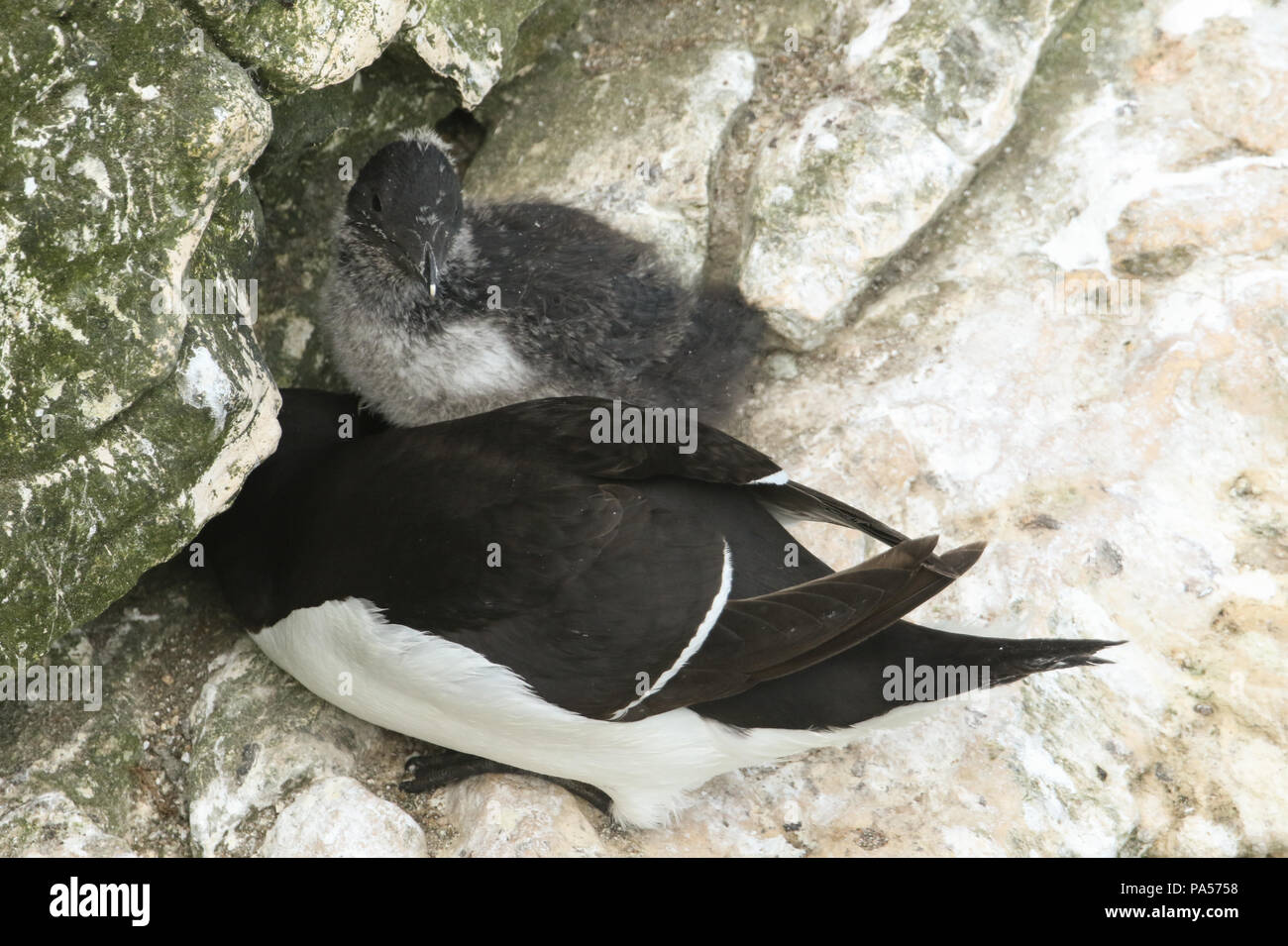 A stunning Razorbill (Alca torda) perching on the edge of a cliff in ...