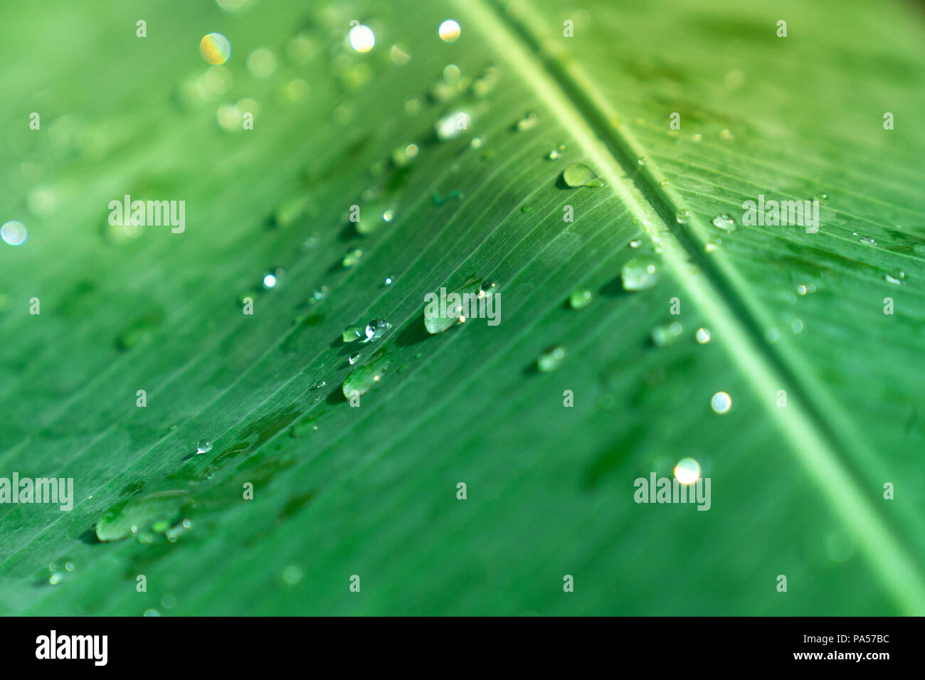 Closeup selective soft focus rain drop on green banana leaf surface ...