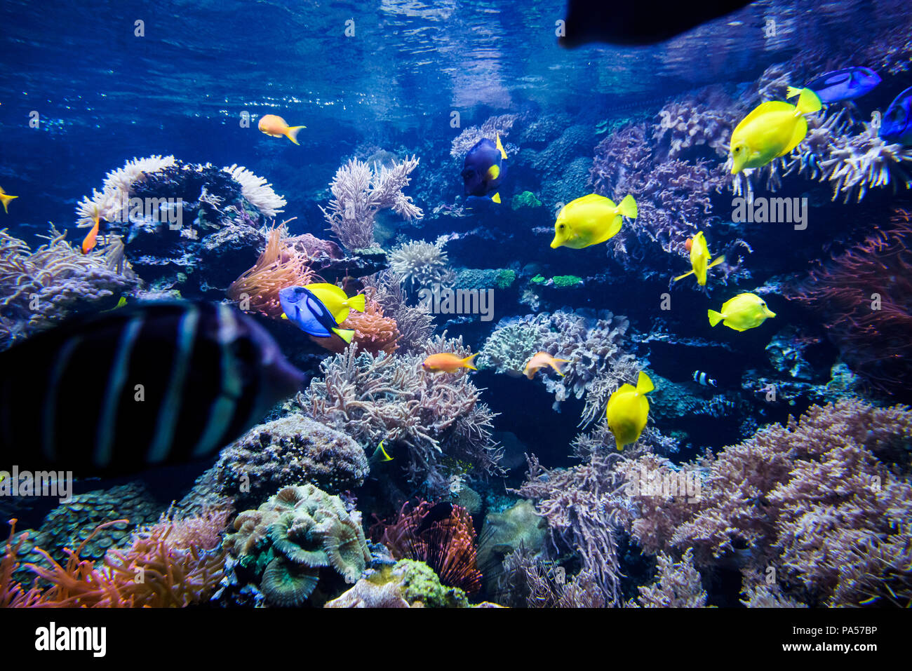 Colorful coral reef with fish and stone Stock Photo - Alamy