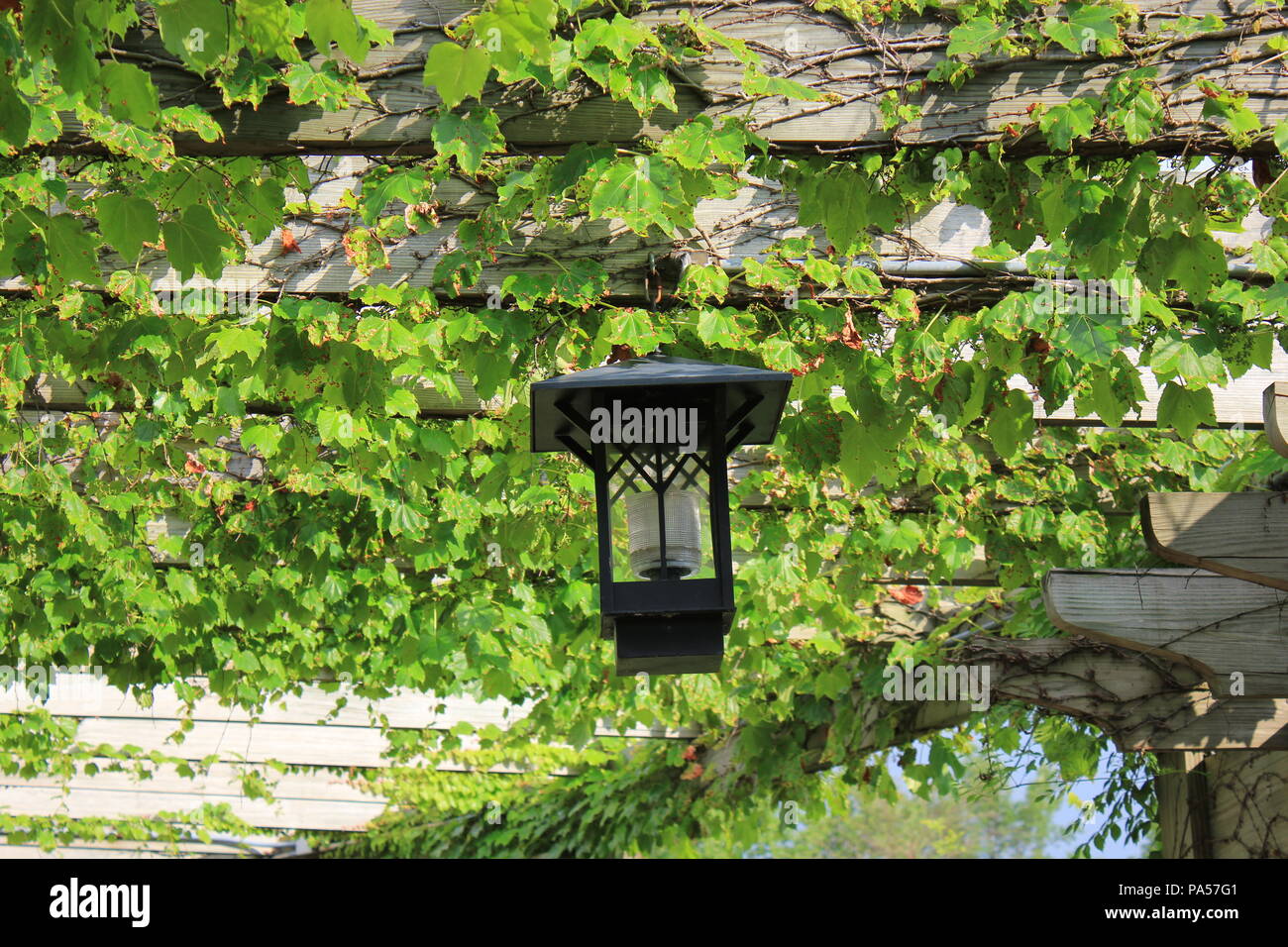 Overhead trellis for plants hi-res stock photography and images - Alamy