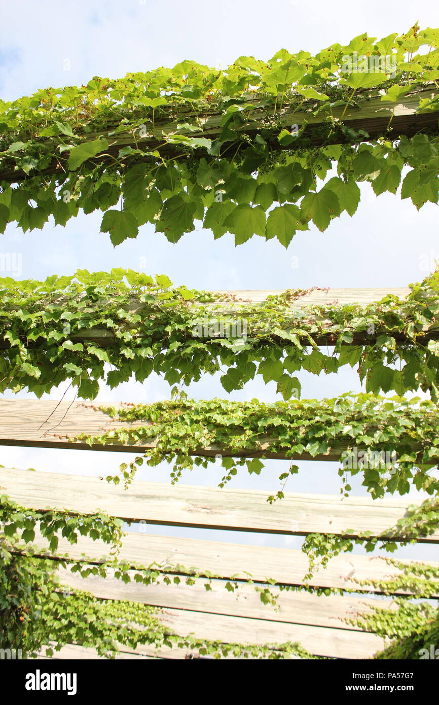 A wooden trellis covered with green ivy plants Stock Photo - Alamy