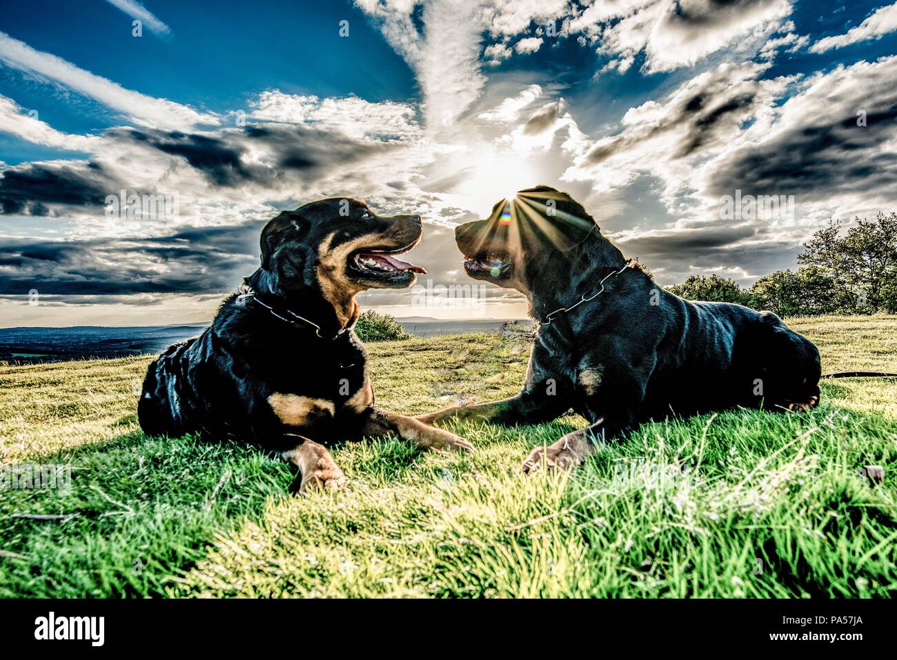 two rottweilers on a hill at sunset Stock Photo - Alamy