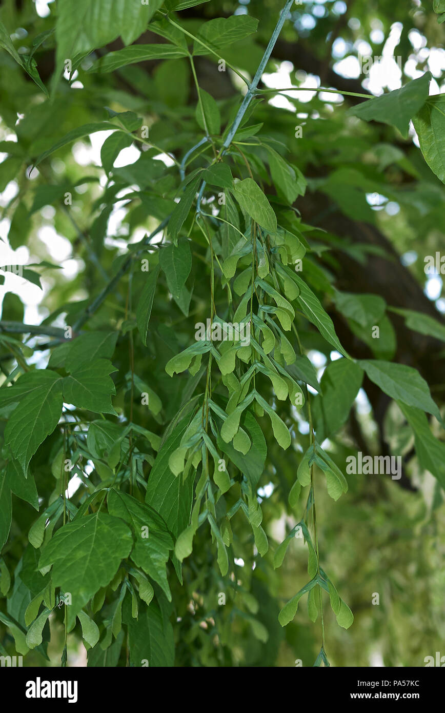 Acer negundo branch Stock Photo - Alamy