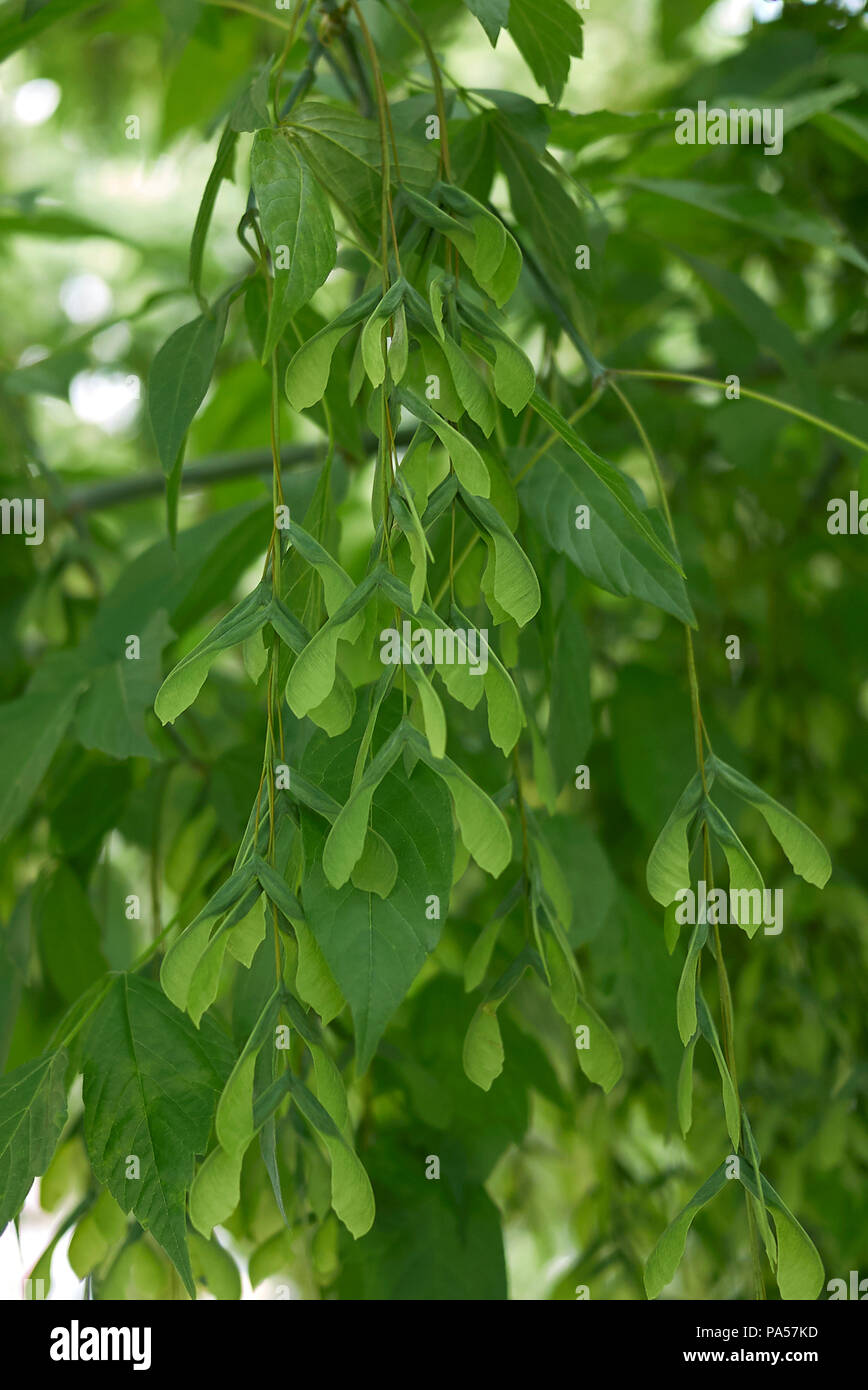 Acer negundo branch Stock Photo - Alamy