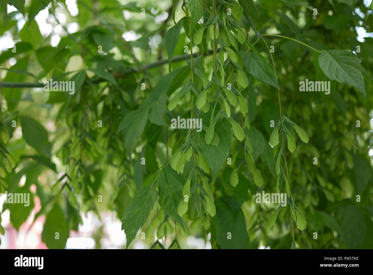 Acer negundo branch Stock Photo - Alamy