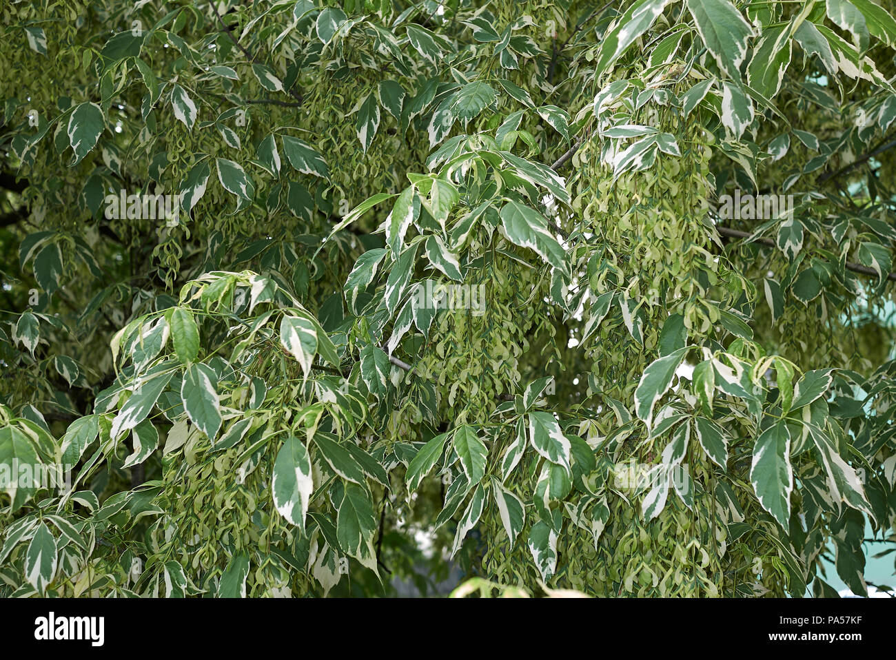 Acer negundo branch Stock Photo - Alamy