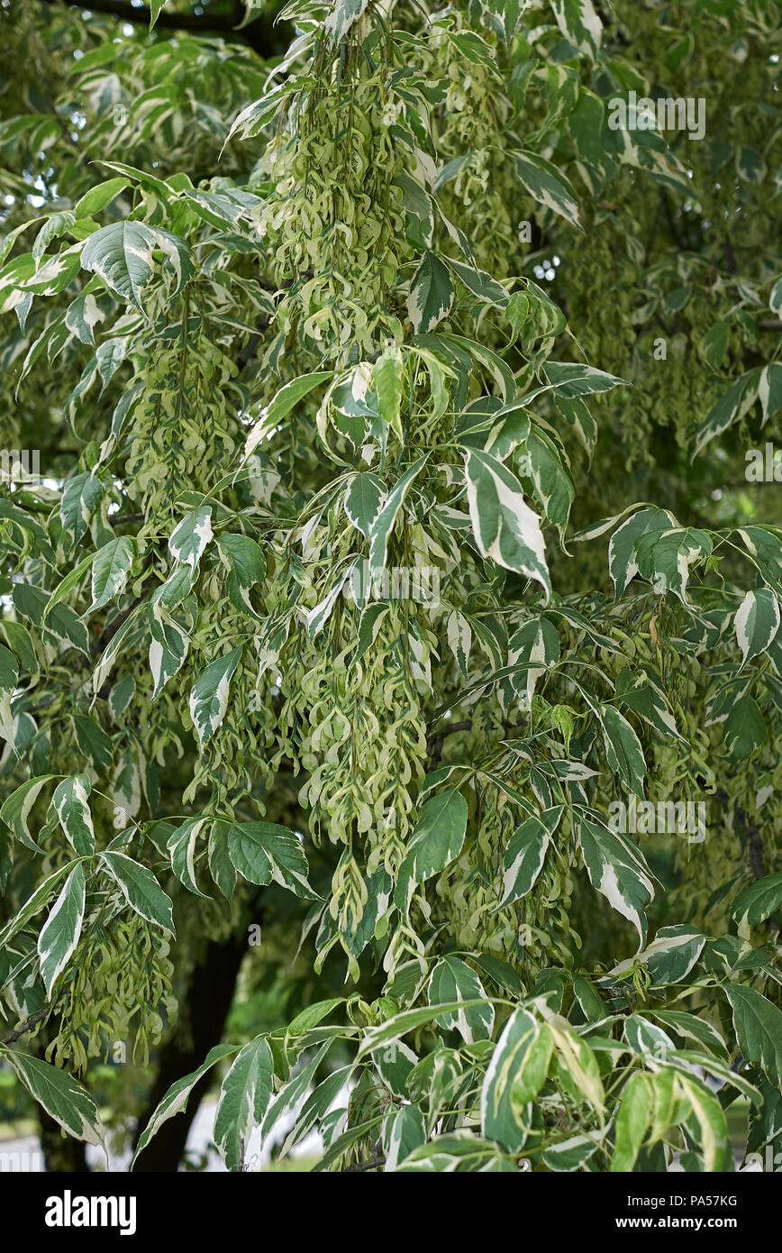 Acer negundo branch Stock Photo - Alamy