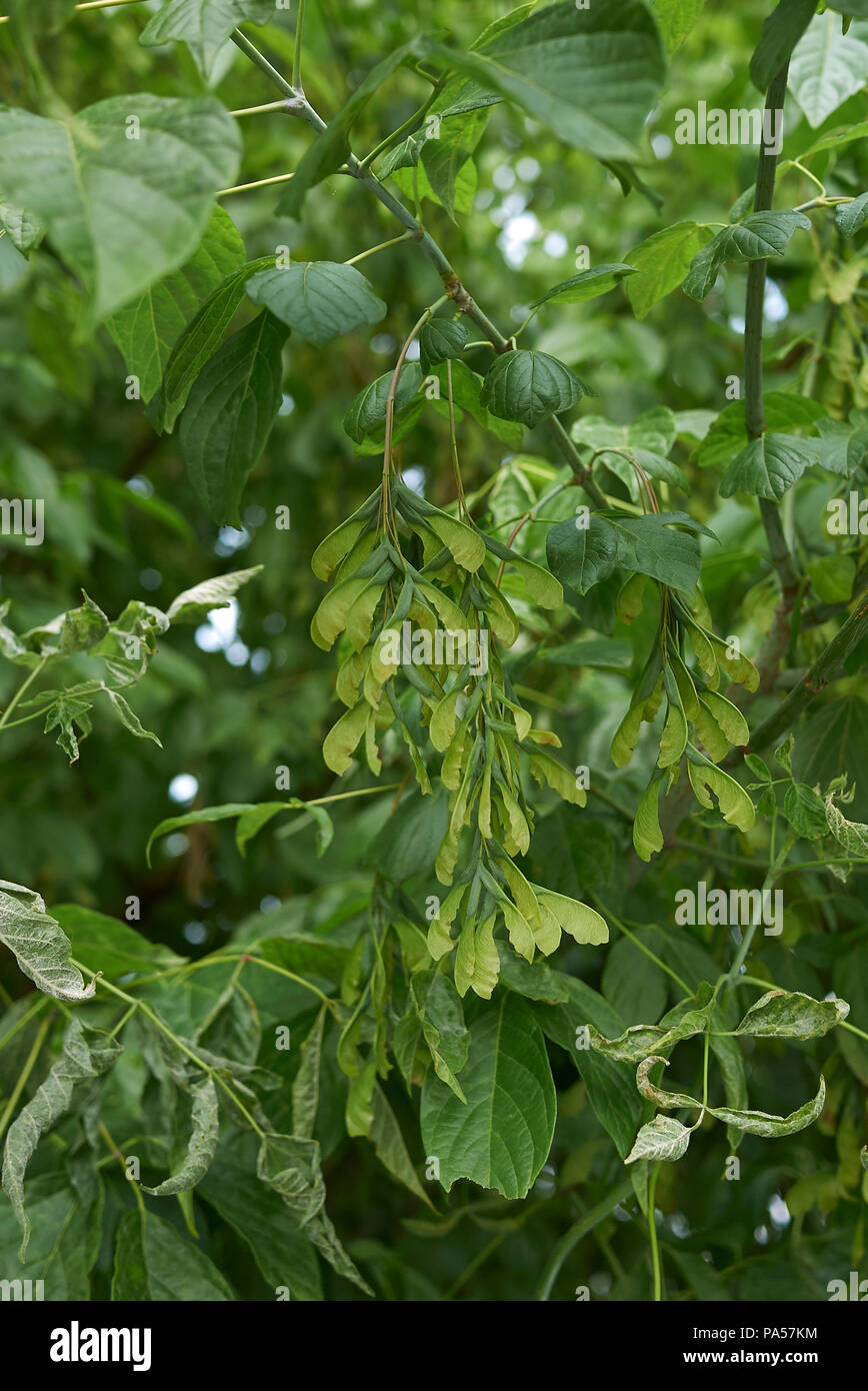 Acer negundo branch Stock Photo - Alamy