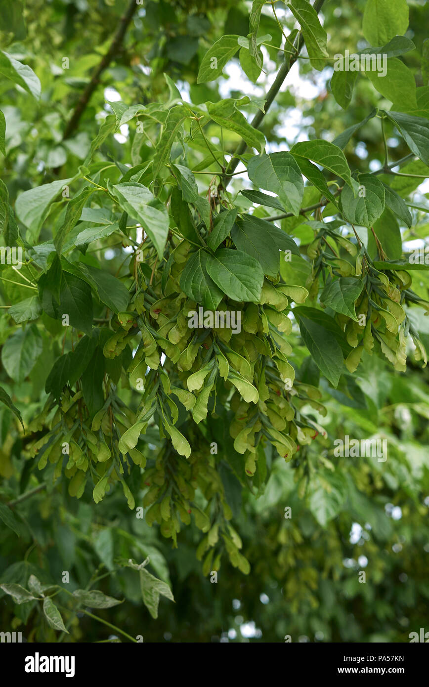 Acer negundo branch Stock Photo - Alamy