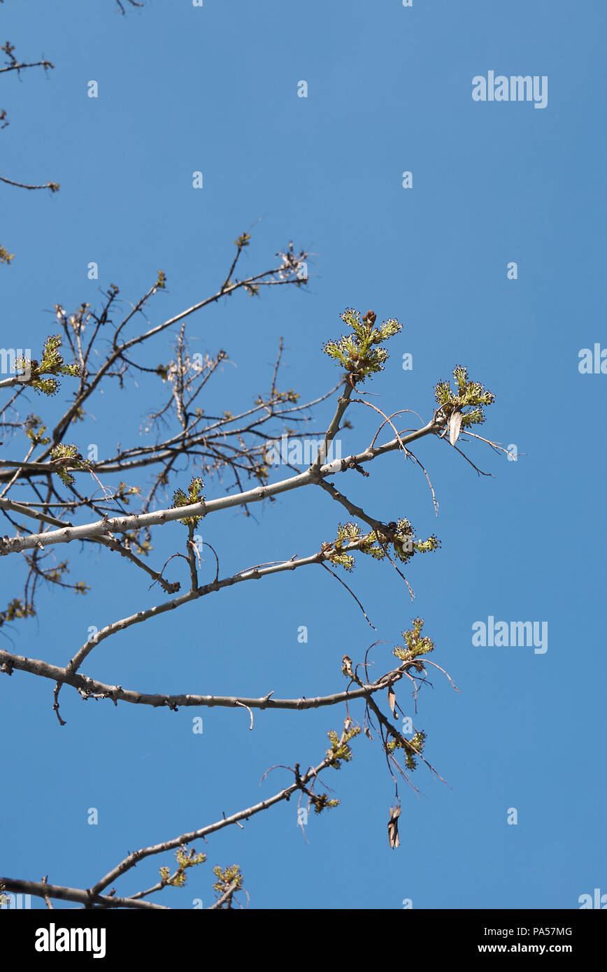 Fraxinus excelsior flowers hi-res stock photography and images - Alamy