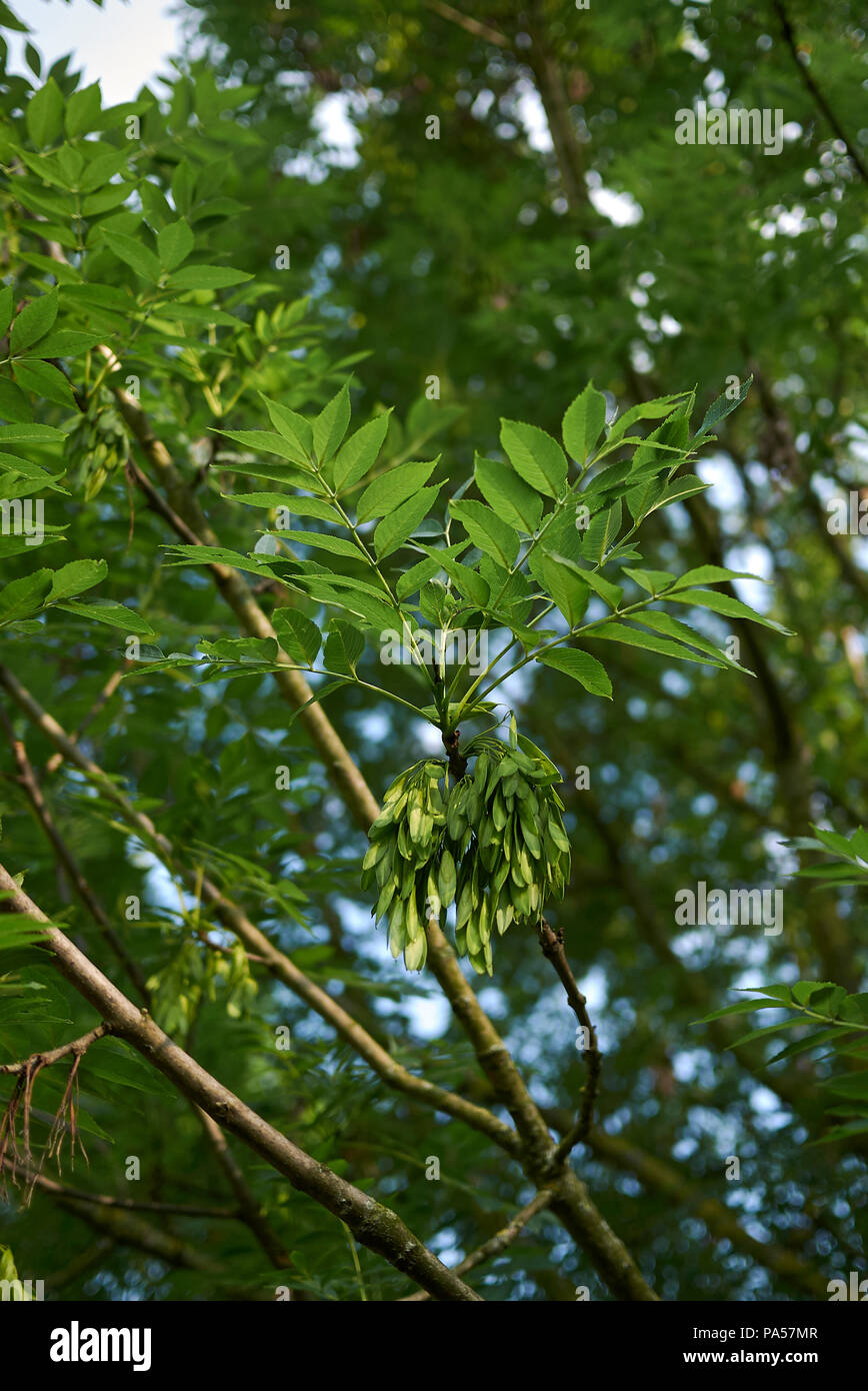 Fraxinus excelsior tree Stock Photo - Alamy