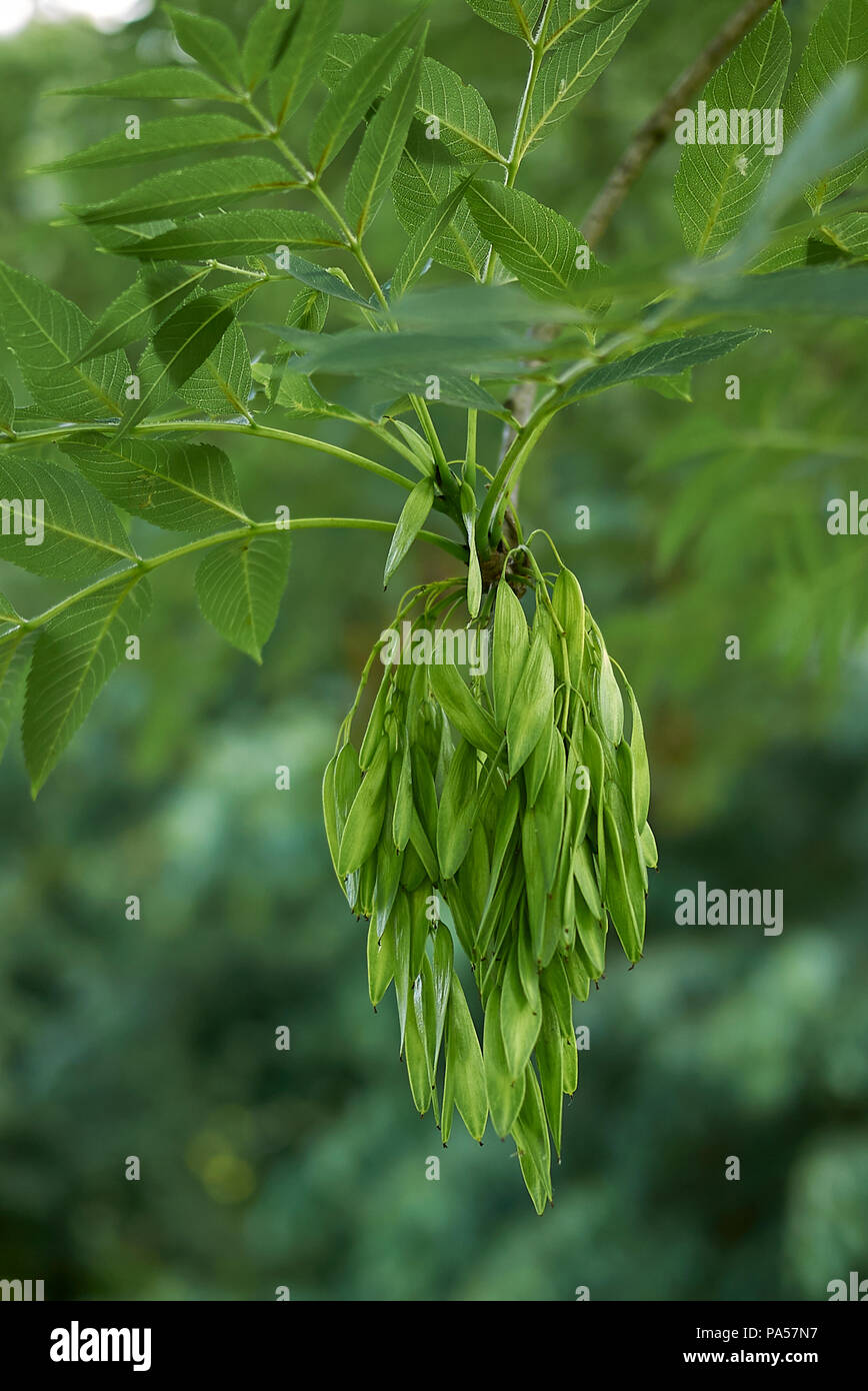 Fraxinus excelsior fruits hi-res stock photography and images - Alamy