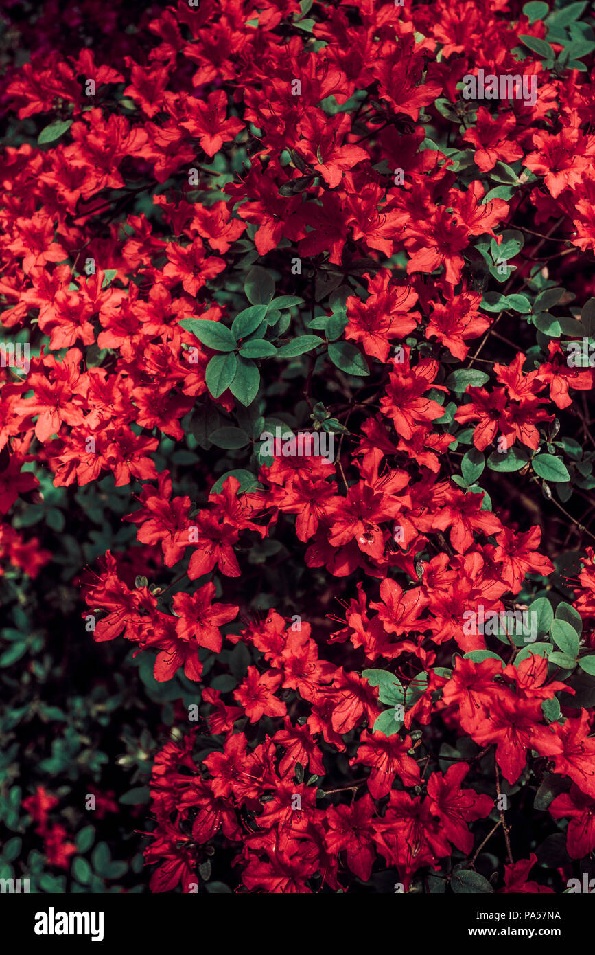 Red azalea bush in the garden Stock Photo - Alamy