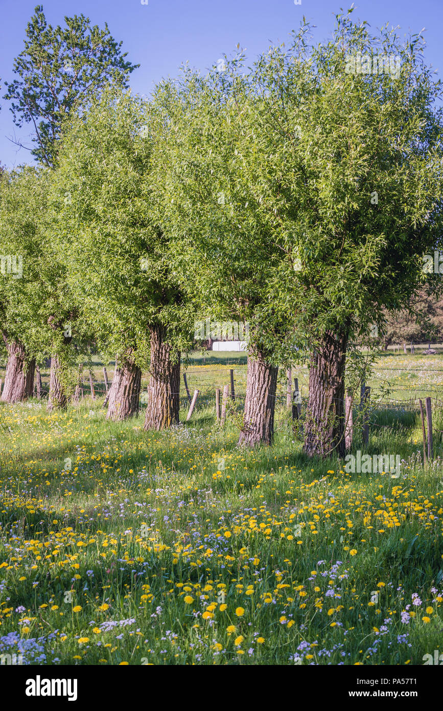 Willow wire hi-res stock photography and images - Alamy