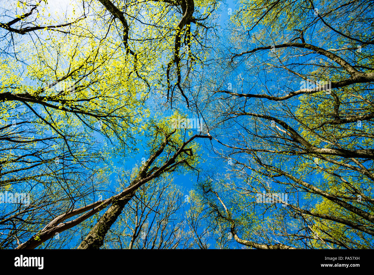 Bottom view of tall old trees in forest. Blue sky in background Stock ...