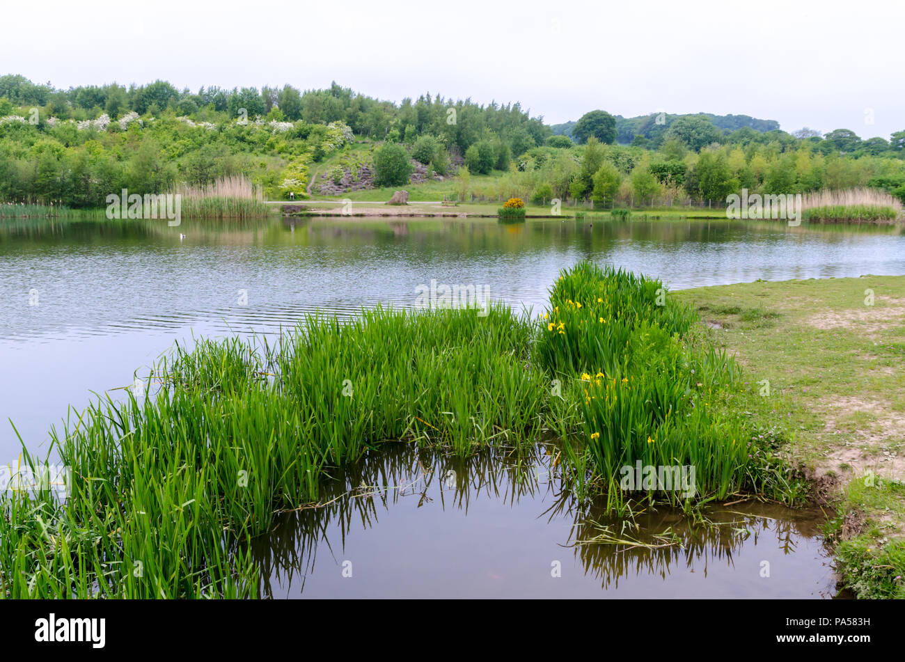 Watergate forest park hi-res stock photography and images - Alamy