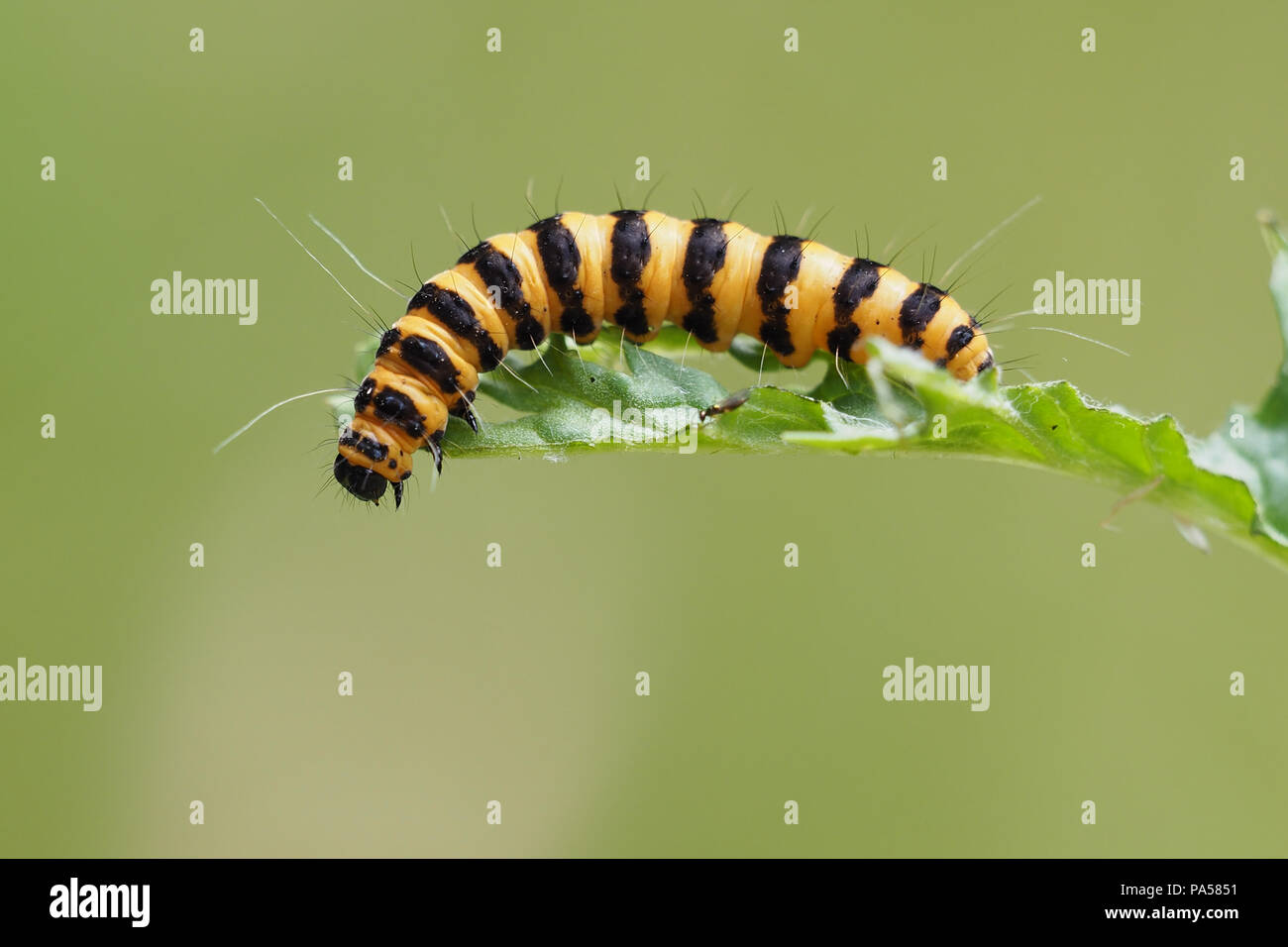 Cinnabar Moth caterpillar (Tyria jacobaeae) on the edge of ragwort leaf ...