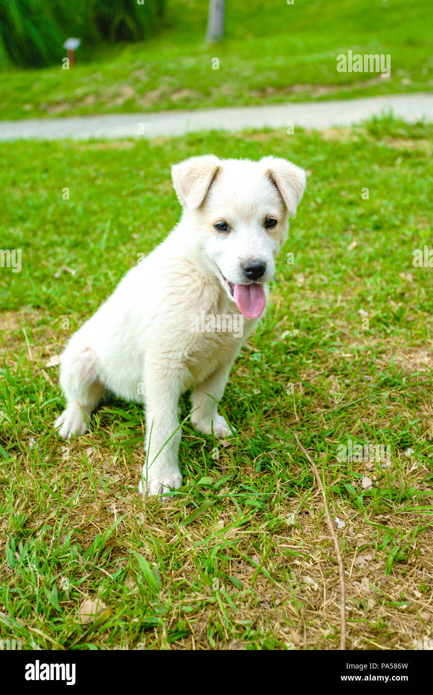 Loks hi-res stock photography and images - Alamy