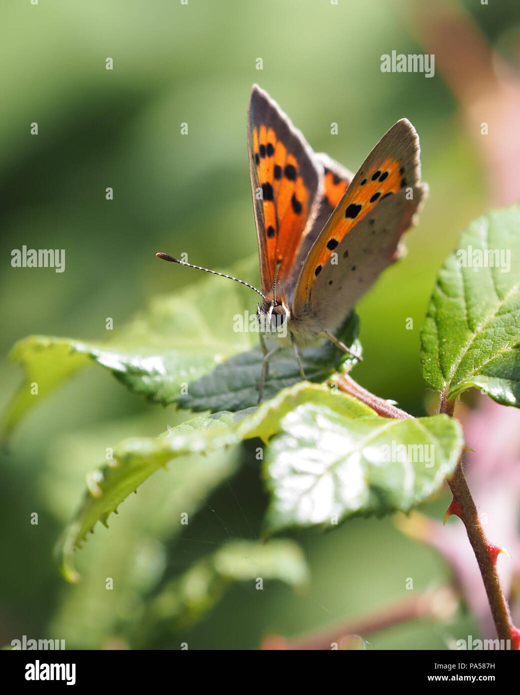 Small Copper butterfly (Lycaena phlaeas) perched on bramble. Tipperary ...